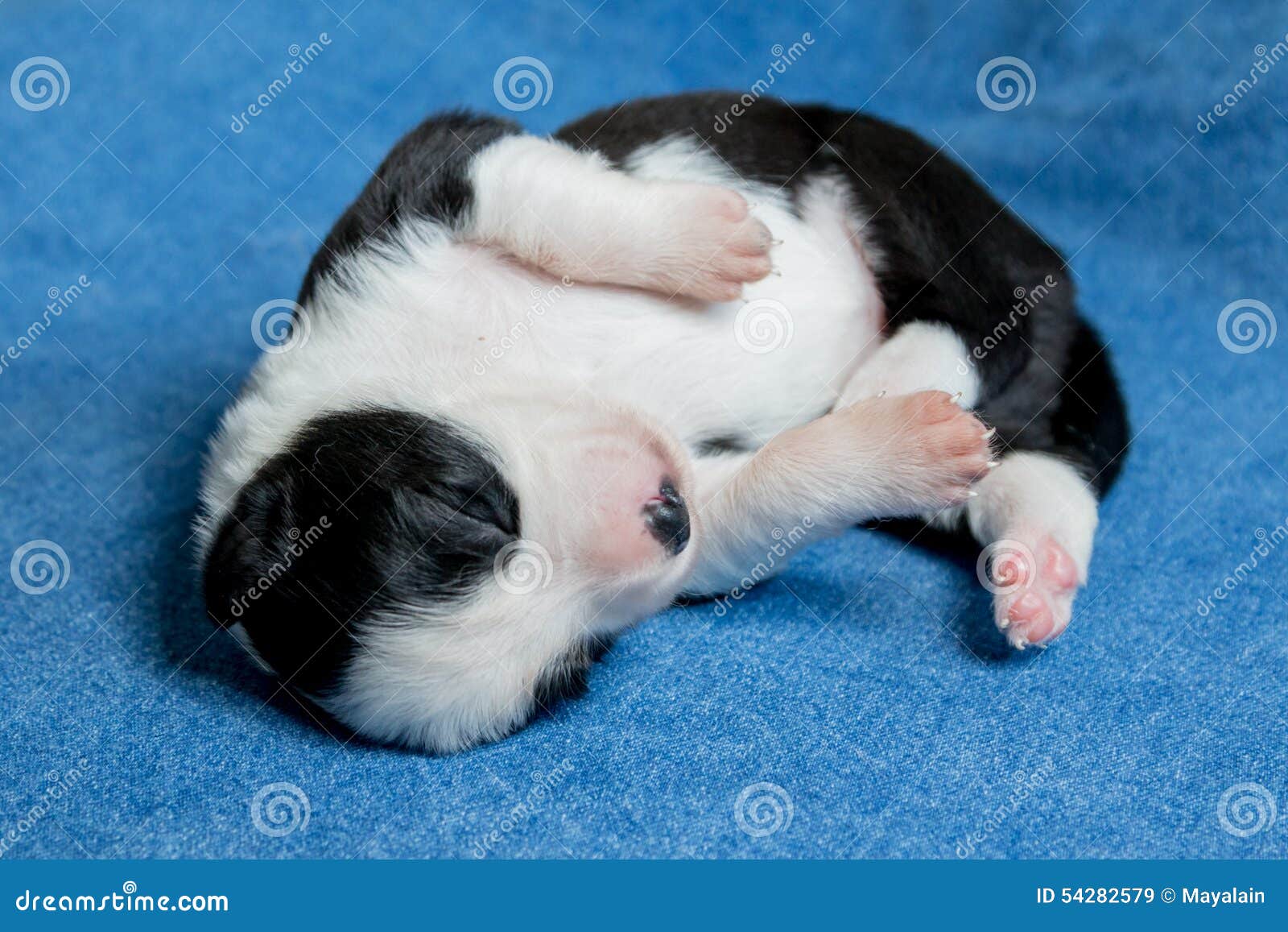 Sleeping Newborn Border Collie Stock Image - Image of pretty, puppy ...
