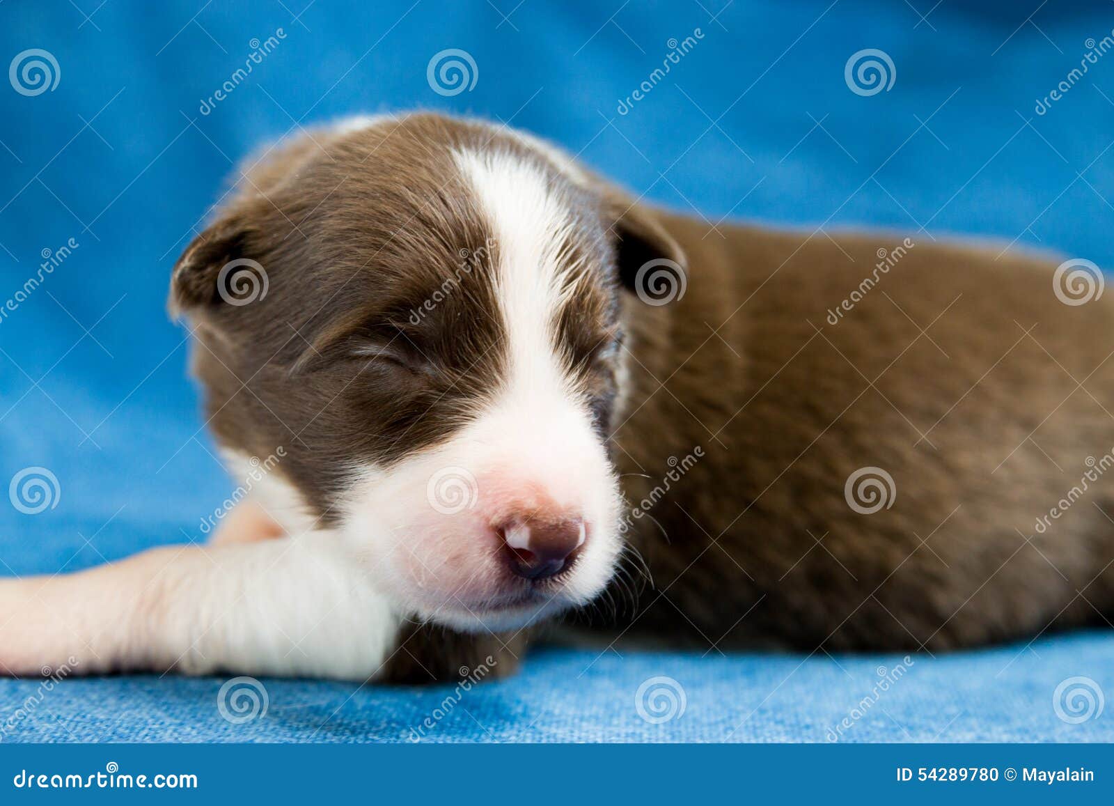 Sleeping Newborn Border Collie Stock Photo - Image of cute, closeup ...