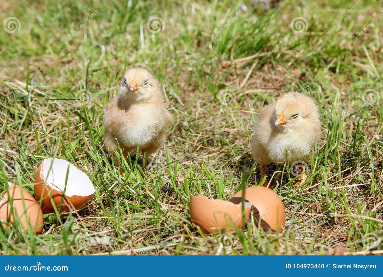 Sleeping Newborn Chickens Around the Shell. Stock Photo - Image of ...