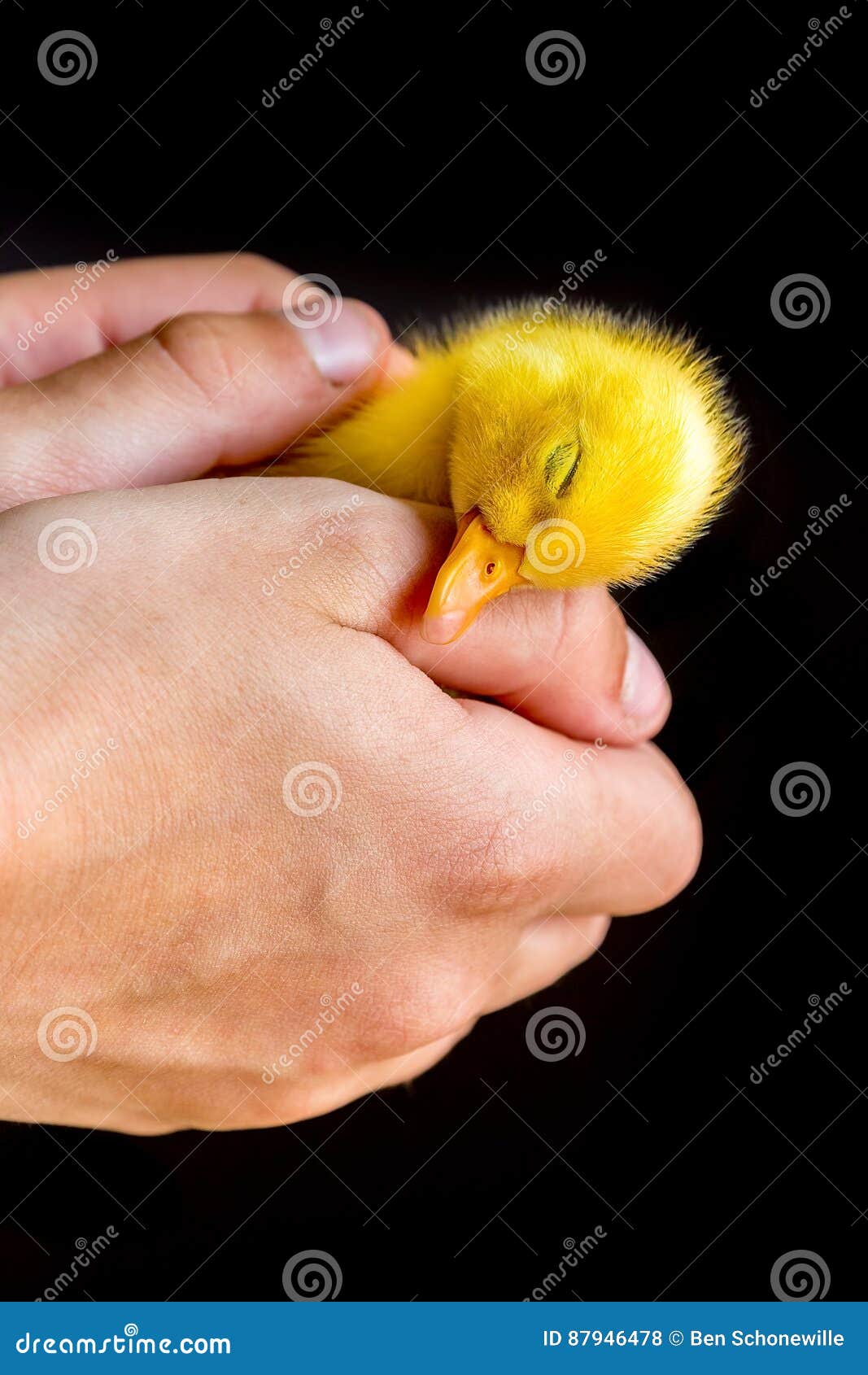Duck With Human Arms