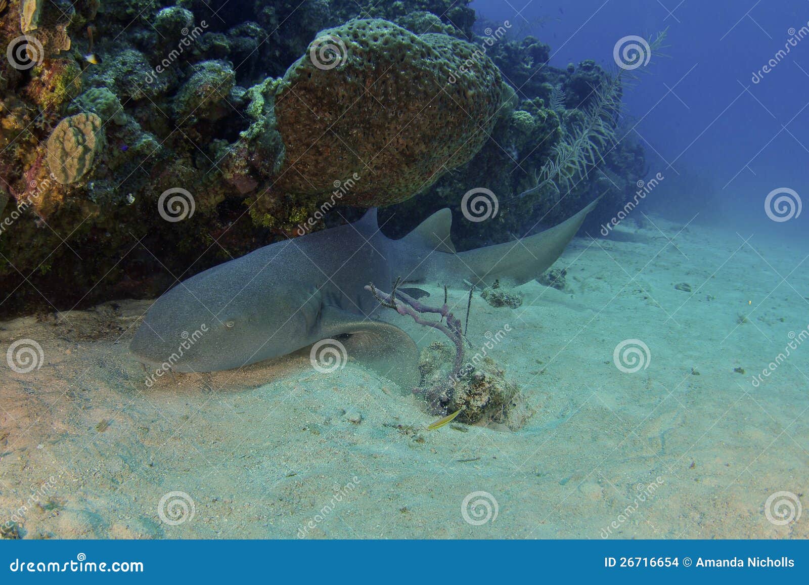 Sleeping Nurse Shark stock photo. Image of blue, beach - 26716654