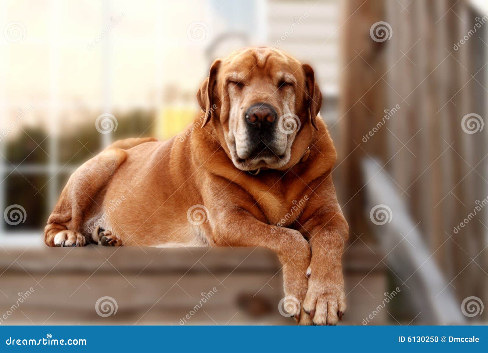 Sleeping old dog stock photo. Image of lazy, wrinkles - 6130250