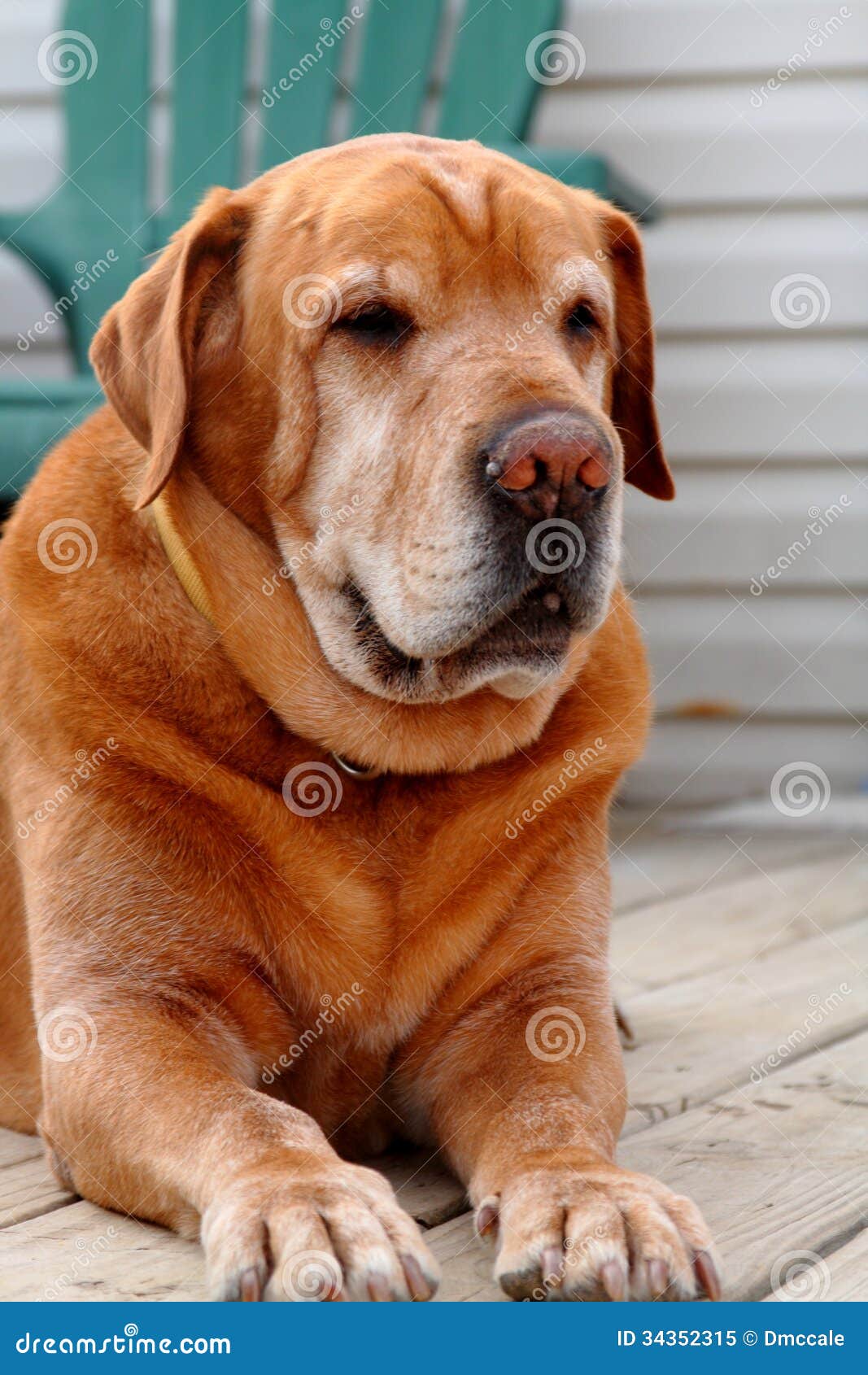 Sleepy old dog stock image. Image of smile, brown, pooch - 34352315
