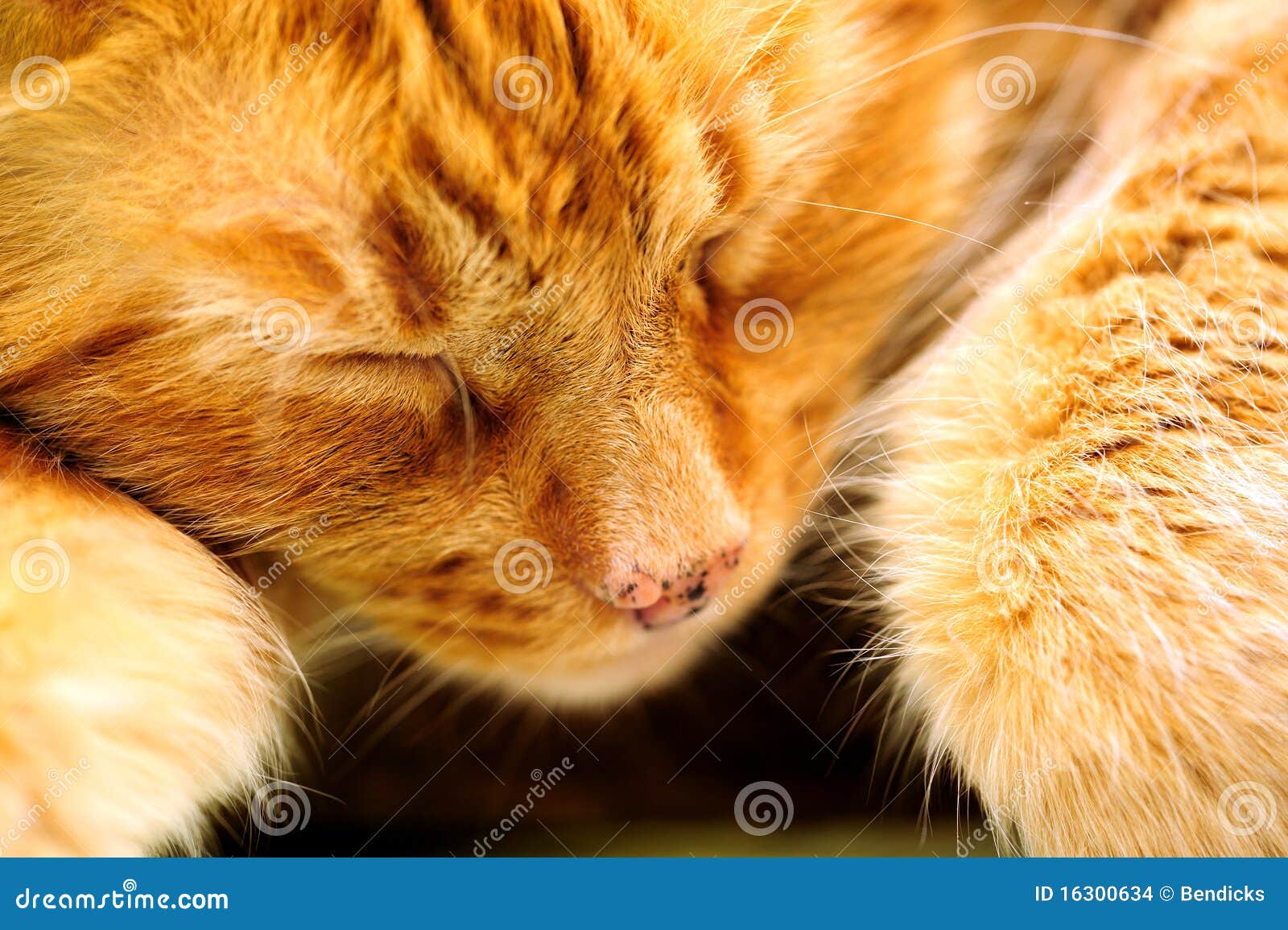 Sleeping Orange Cat stock photo. Image of sleep, cute - 16300634