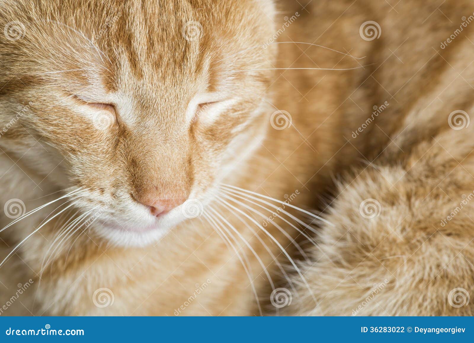 Sleeping orange cat stock photo. Image of kitty, ginger - 36283022