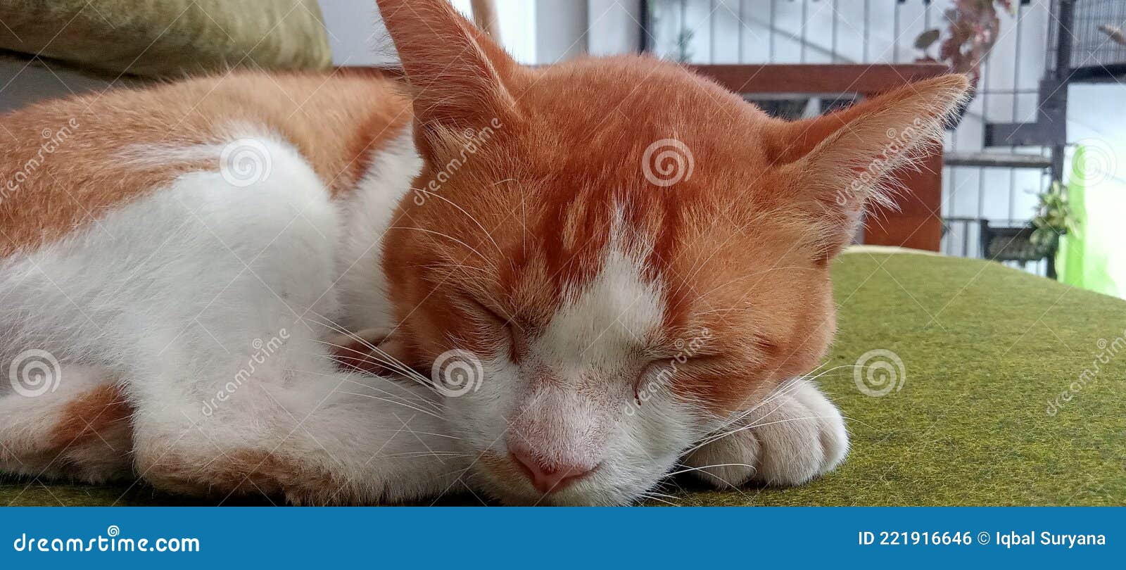 Sleeping orange cat stock photo. Image of orange, adorable - 221916646