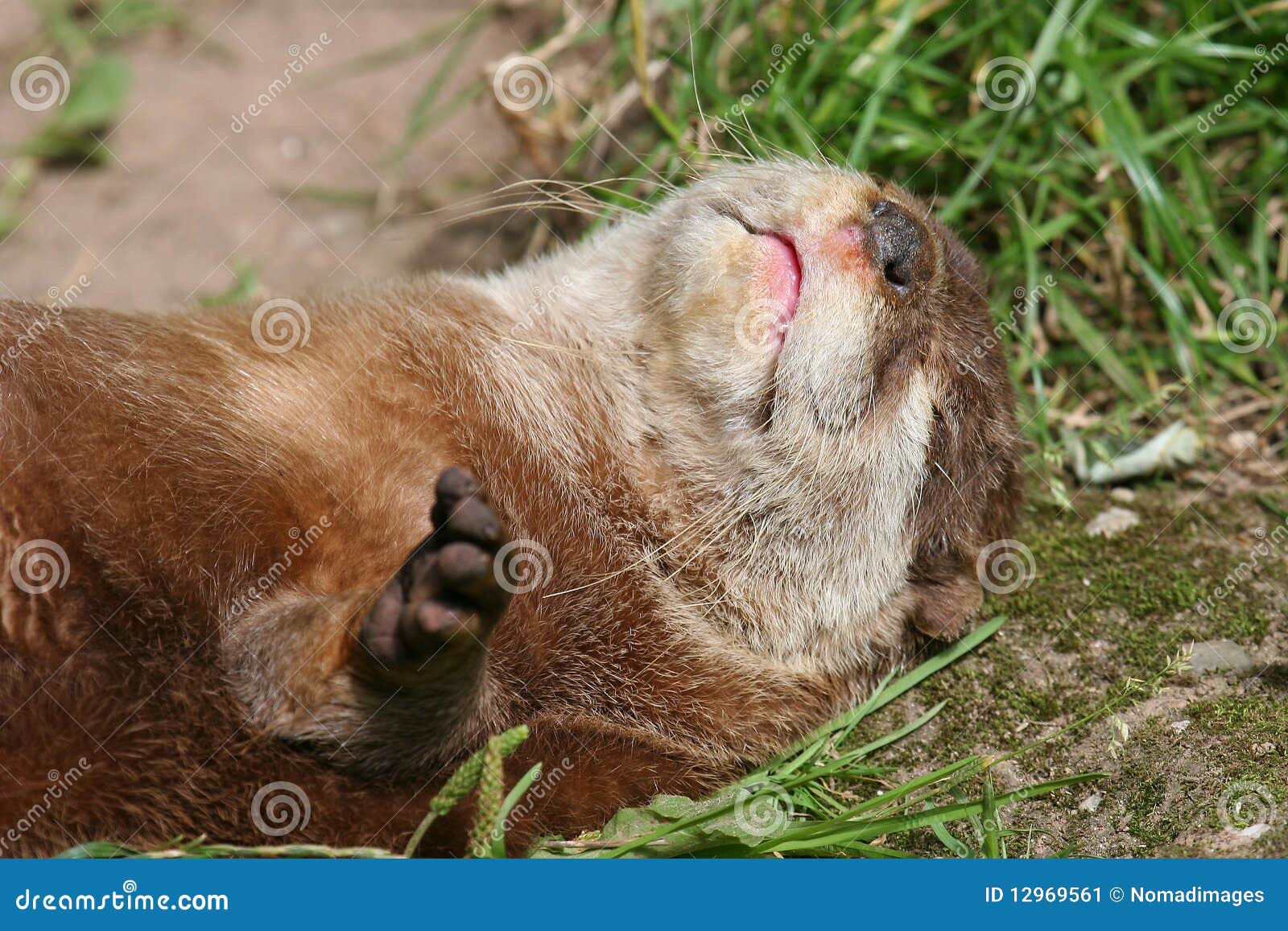 Sleeping Otter. stock image. Image of wild, green, body - 12969561