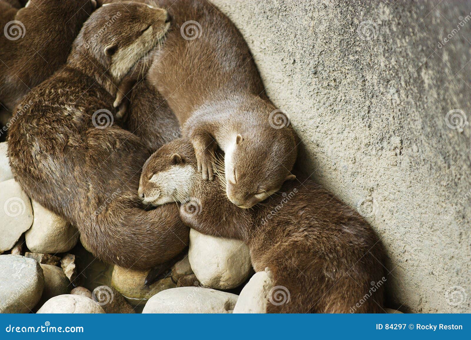 River Otters Sleeping