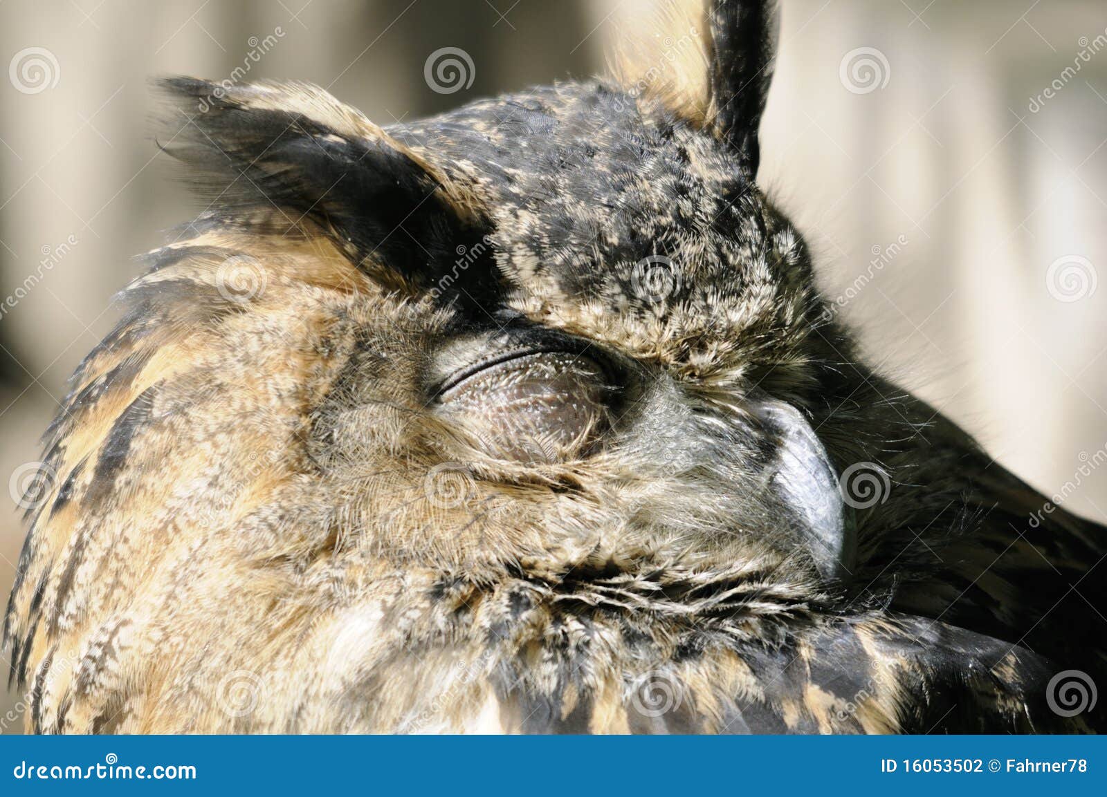 Sleeping owl stock photo. Image of bird, wildlife, wing - 16053502