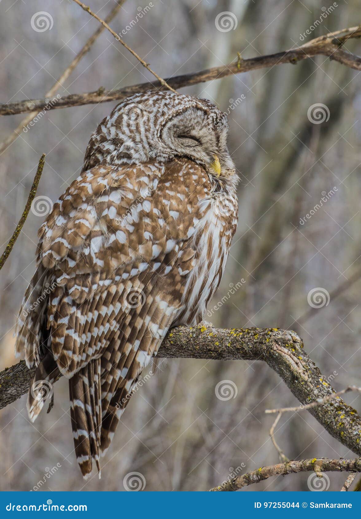 Sleeping owl stock photo. Image of sleep, tree, length - 97255044