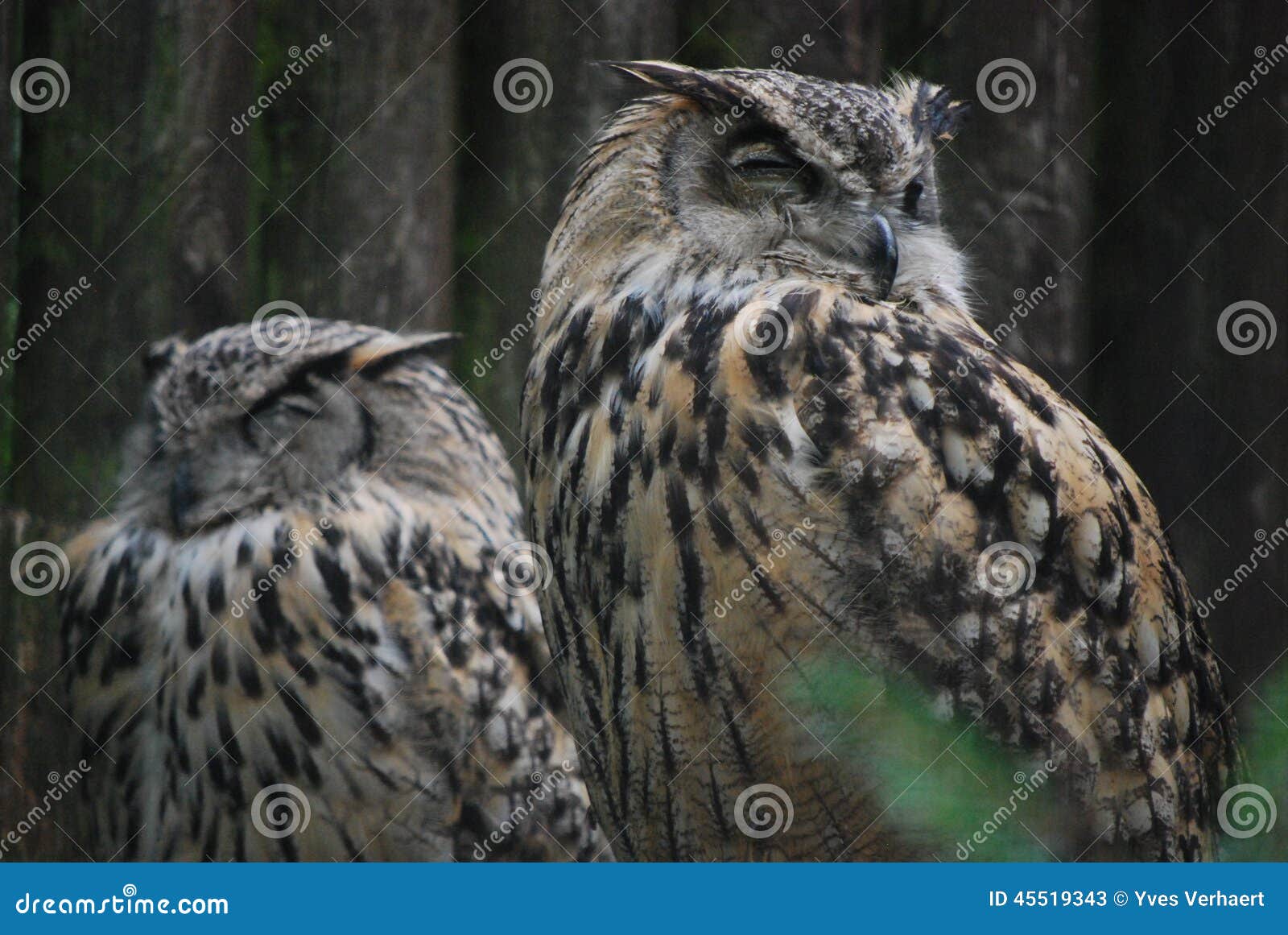 Sleeping owls stock image. Image of birds, church, wildlife - 45519343