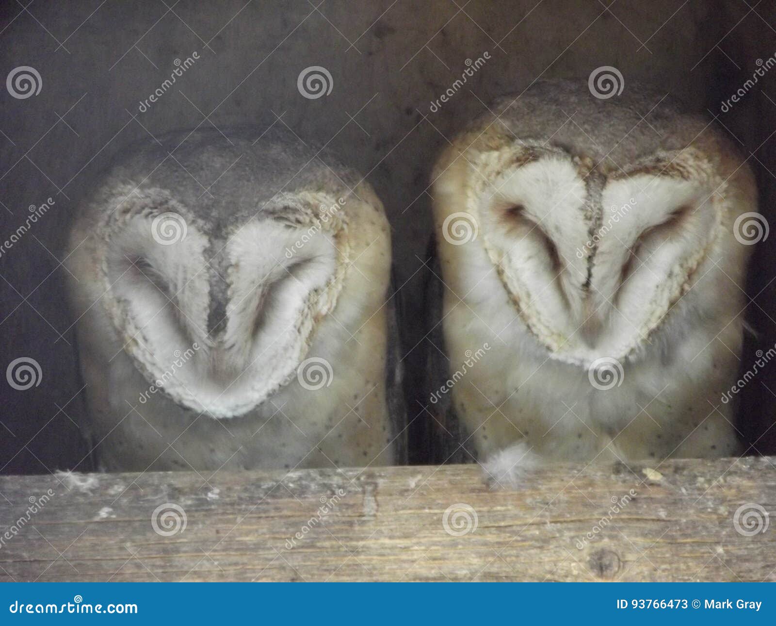 Sleeping Owls stock image. Image of sleeping, cute, owls - 93766473