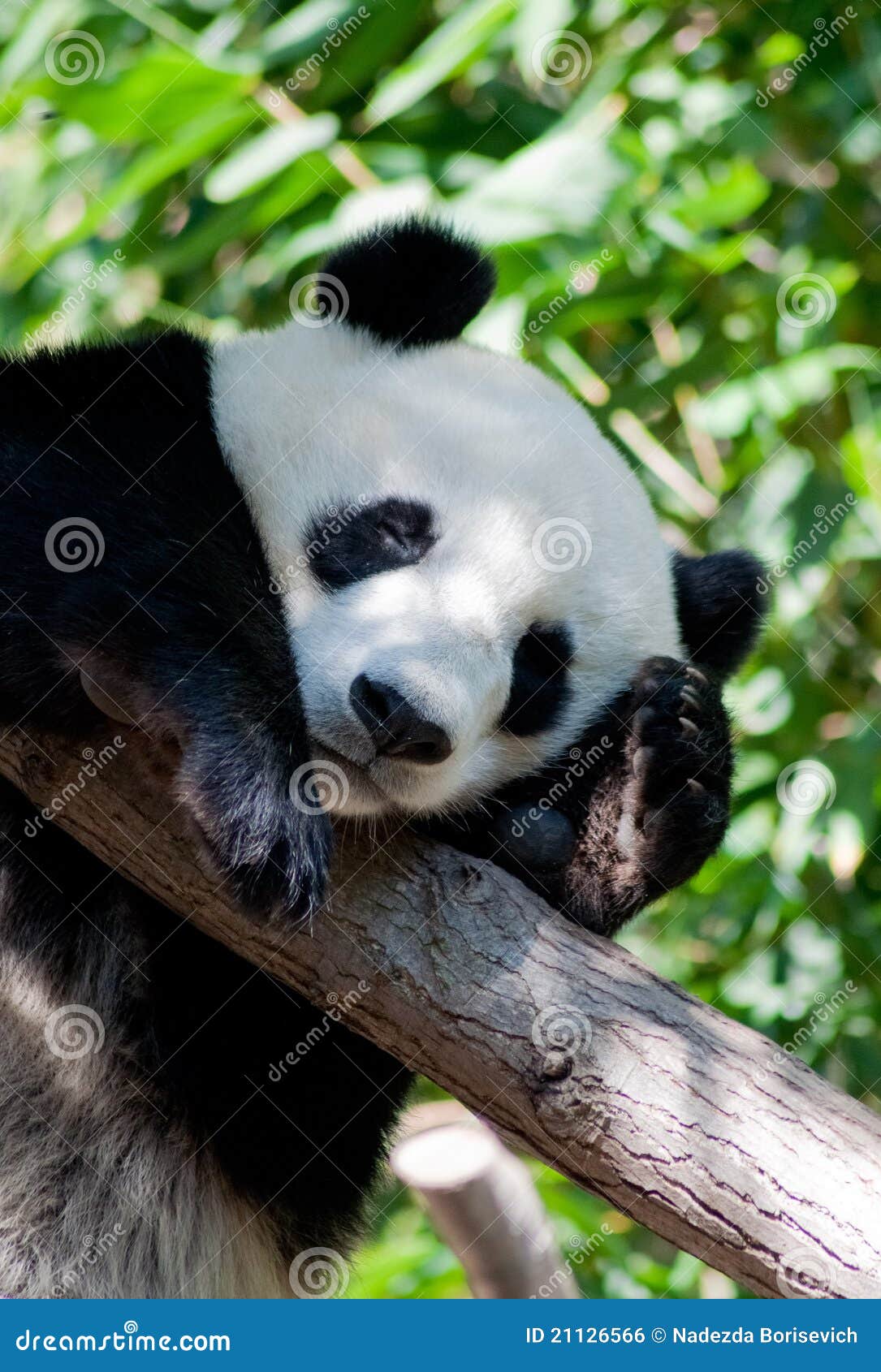 Sleeping panda editorial photo. Image of green, rest - 21126566