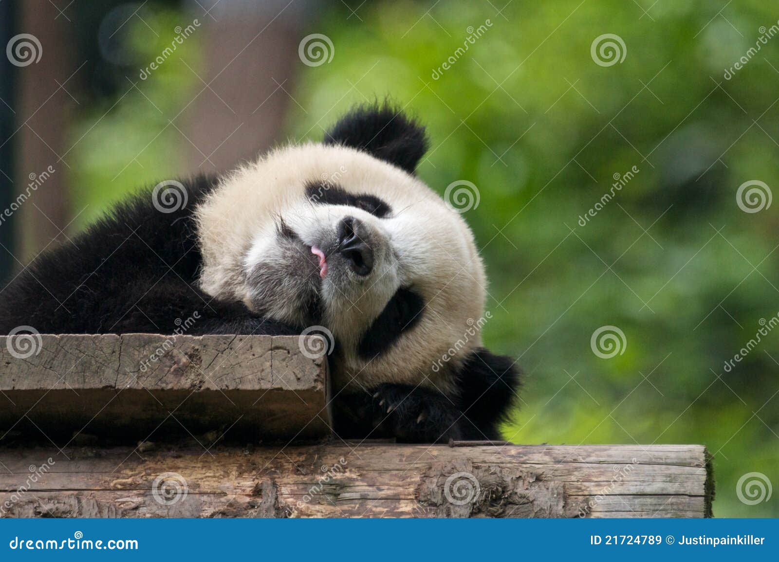 Sleeping Panda stock image. Image of activities, white - 21724789