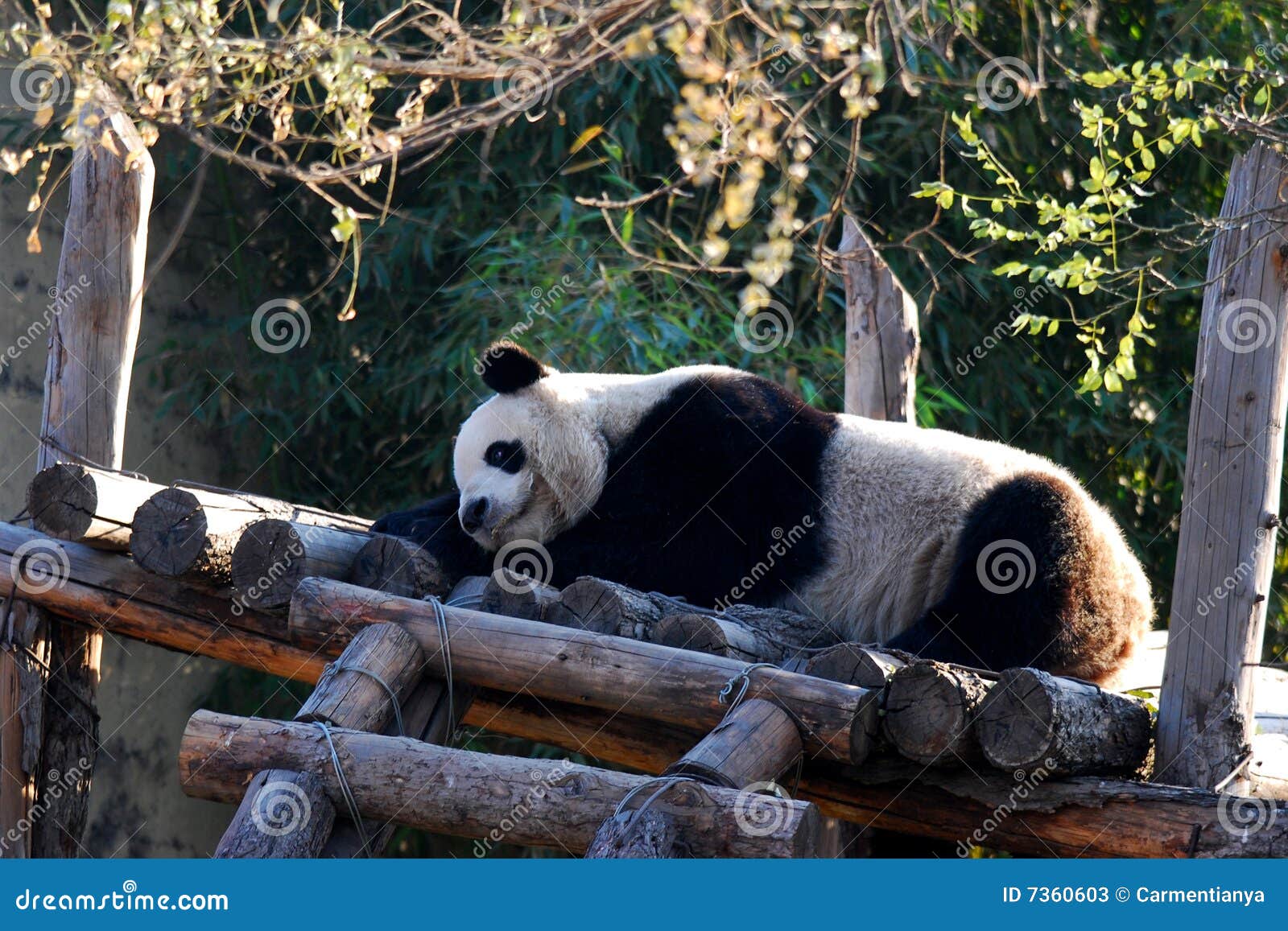 Sleeping panda stock image. Image of cute, funny, resting - 7360603
