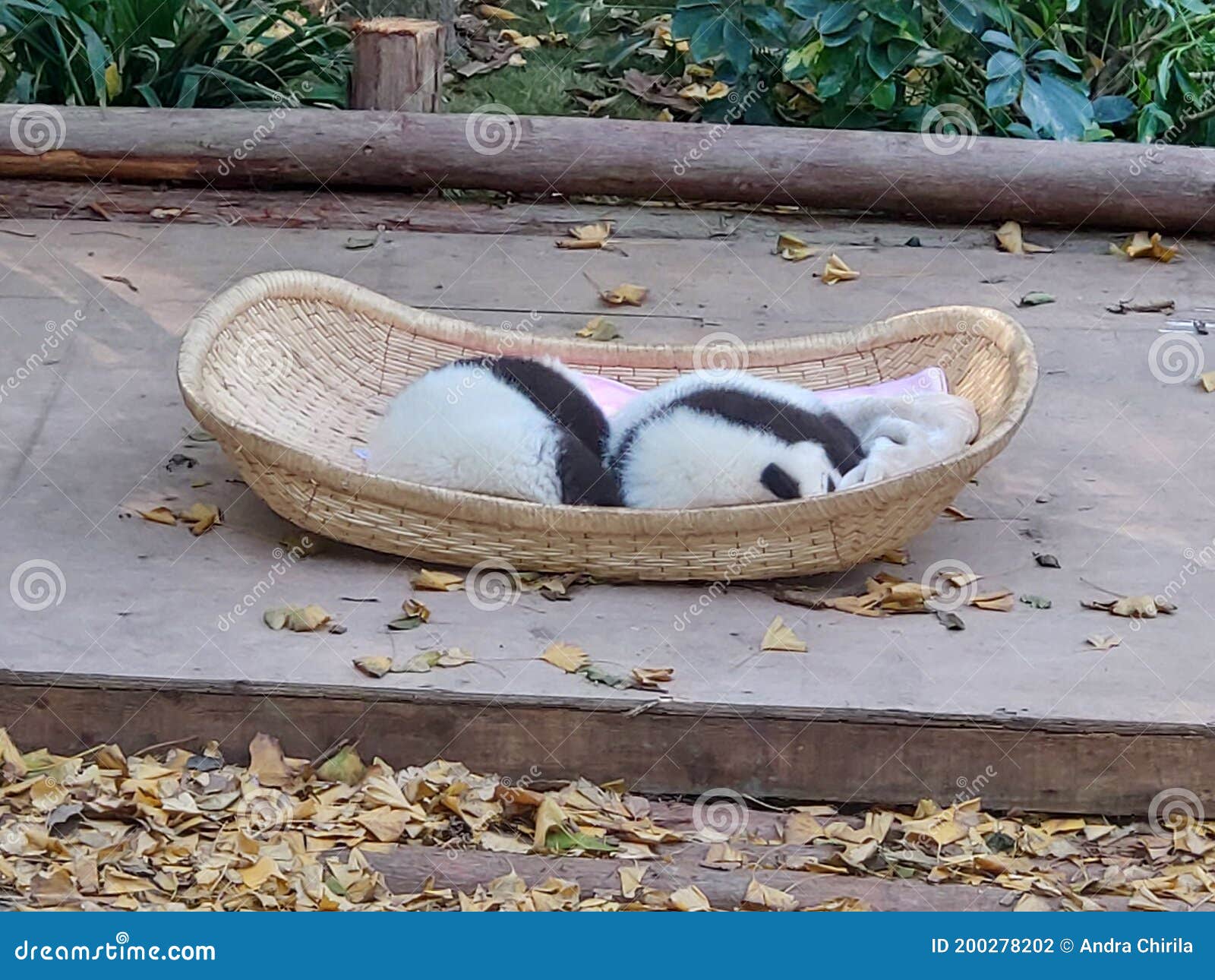 Sleeping Panda Babies in a Basket Stock Photo - Image of garden, panda ...