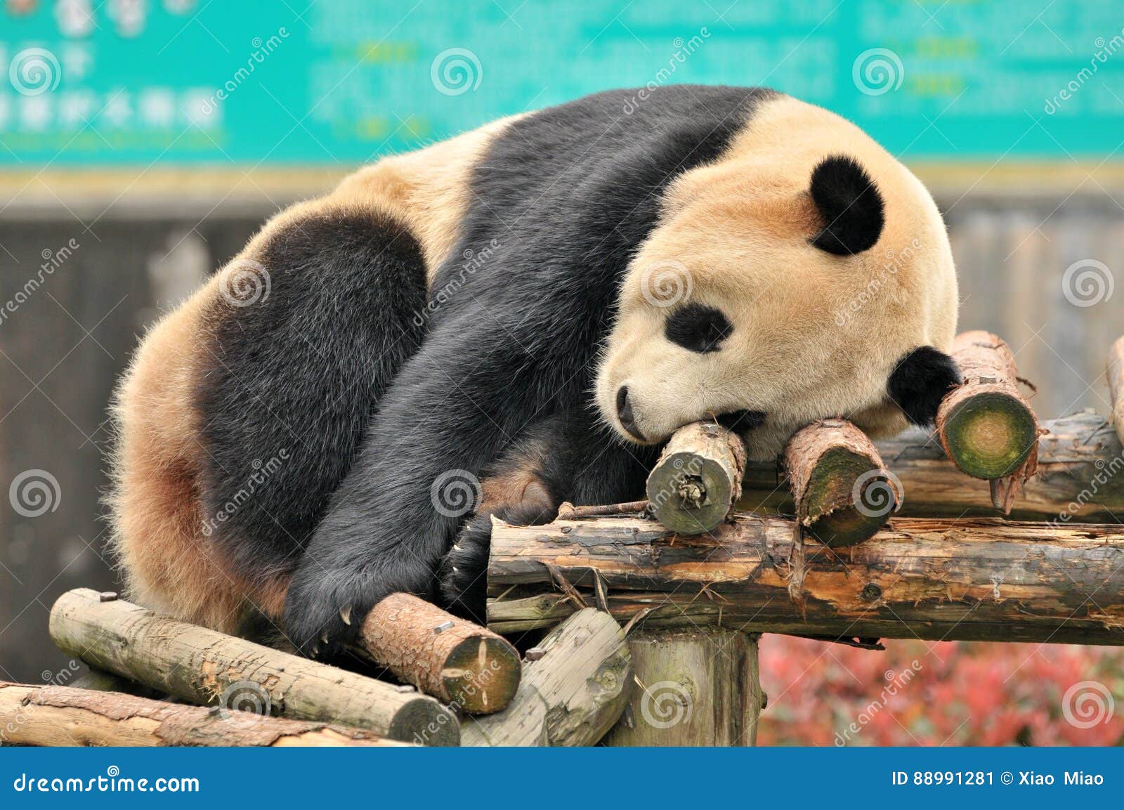 Sleeping Panda stock image. Image of opening, poof, gorgeous - 88991281