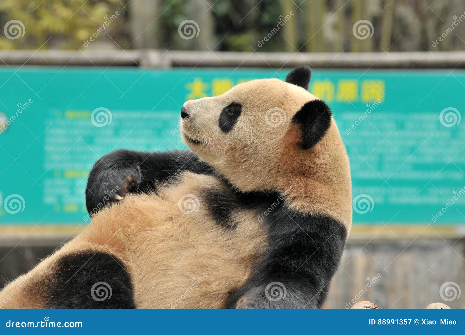 Sleeping Panda stock image. Image of animal, dark, contrast - 88991357
