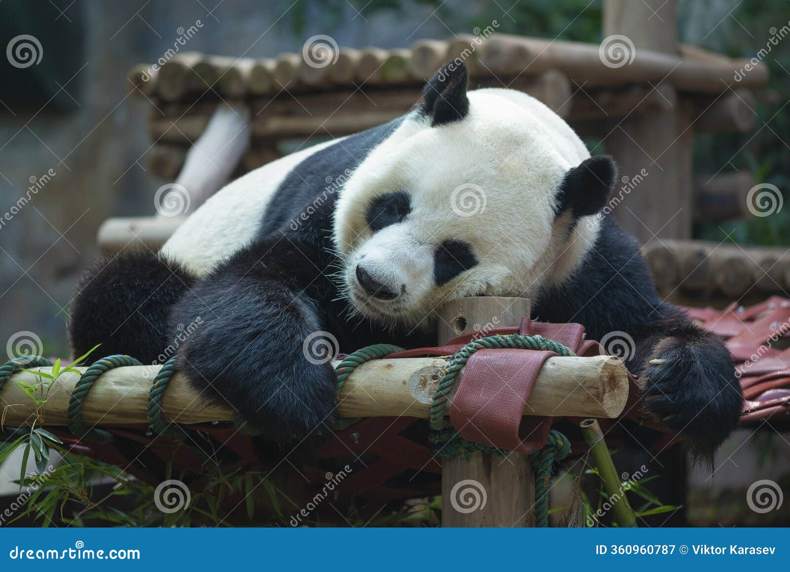 Sleeping panda, Thailand stock image. Image of chiang - 360960787