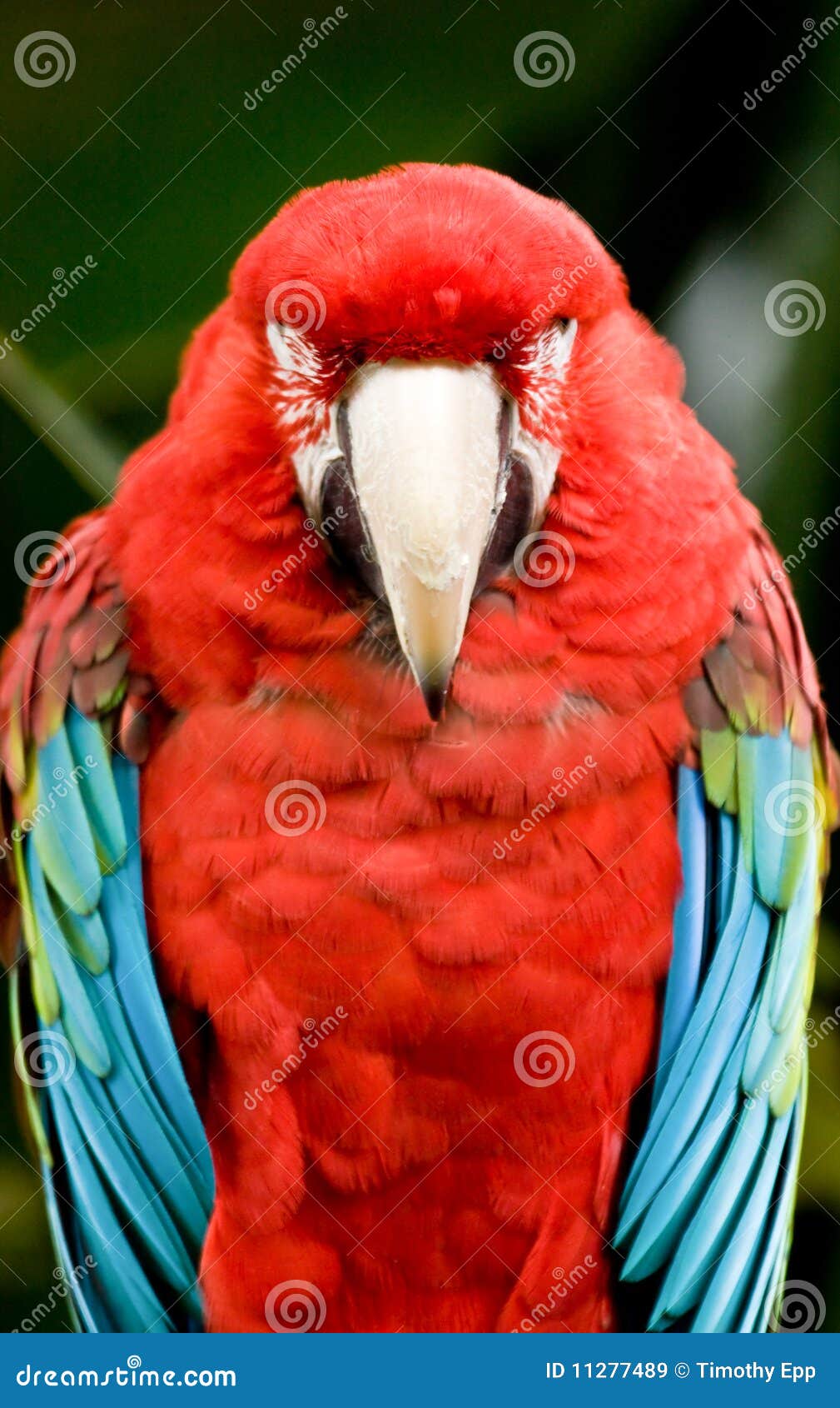 Sleeping Parrot stock image. Image of natural, vivid - 11277489