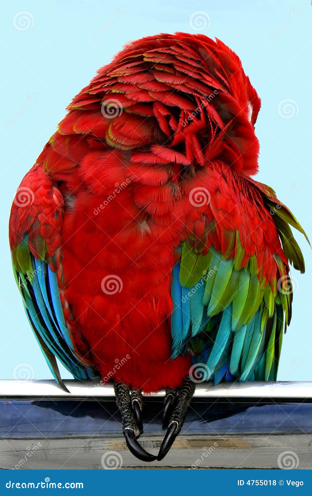 Sleeping parrot stock photo. Image of hawaii, fluffy, parakeet - 4755018