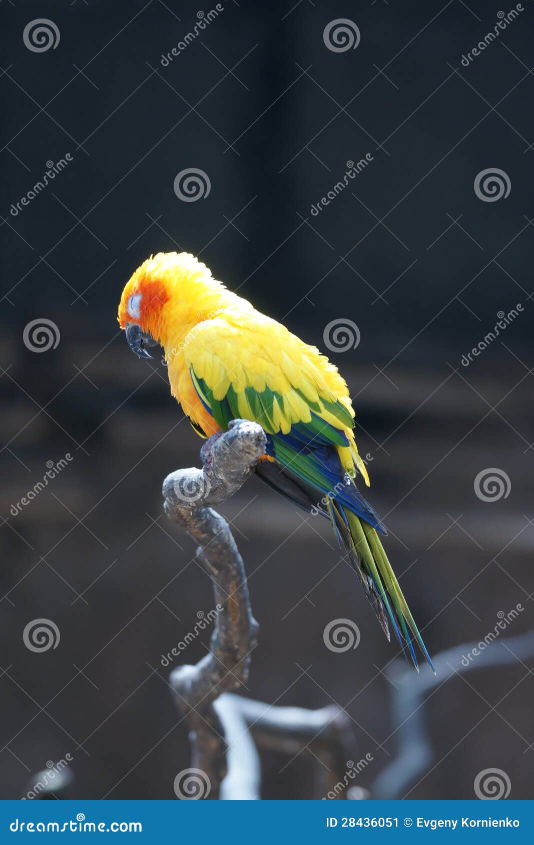 Sleeping Parrot (Aratinga Solstitialis) Stock Image - Image of wildlife ...