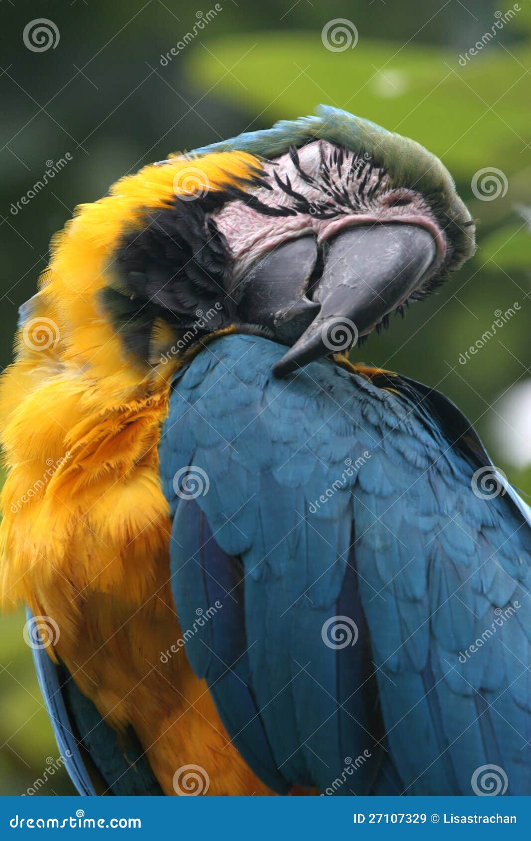 Sleeping Parrot, Guayaquil, Ecuador Stock Image - Image of sleep ...