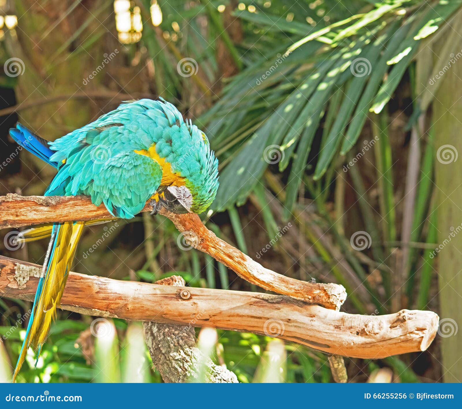 Sleeping Parrot stock photo. Image of aviary, macaw, color - 66255256