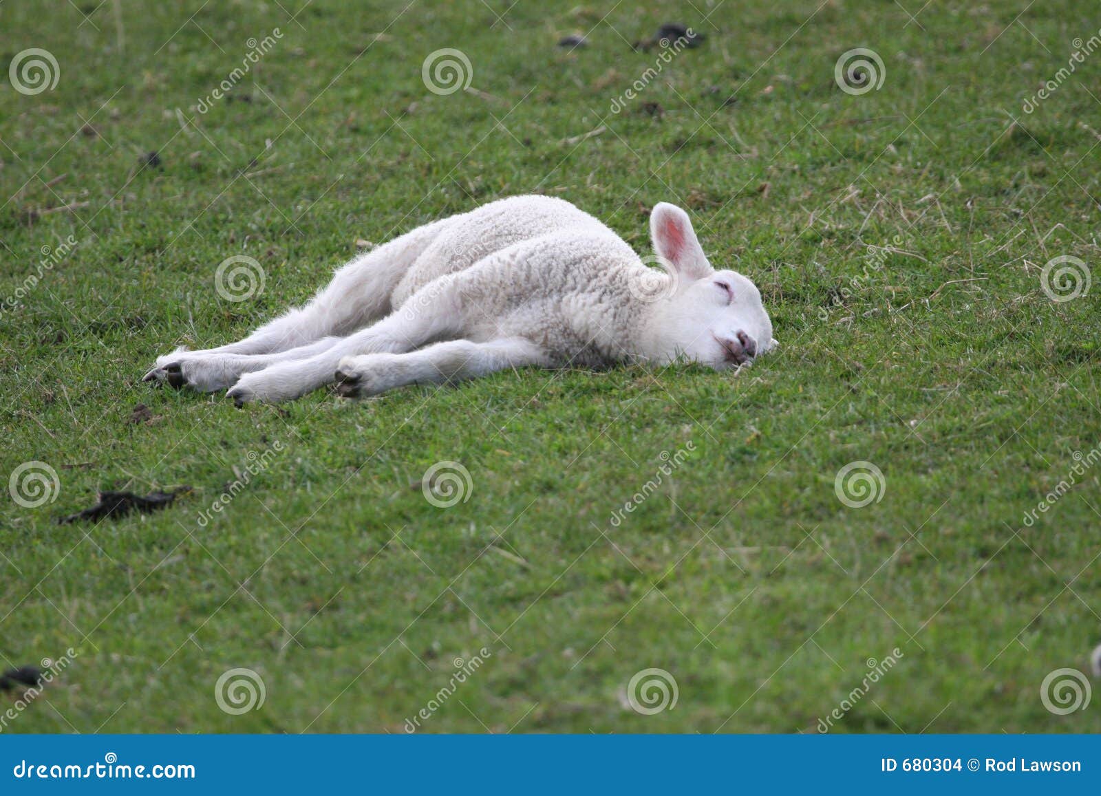 Sleeping Peaceful As a New Born Lamb Stock Photo - Image of warmth ...