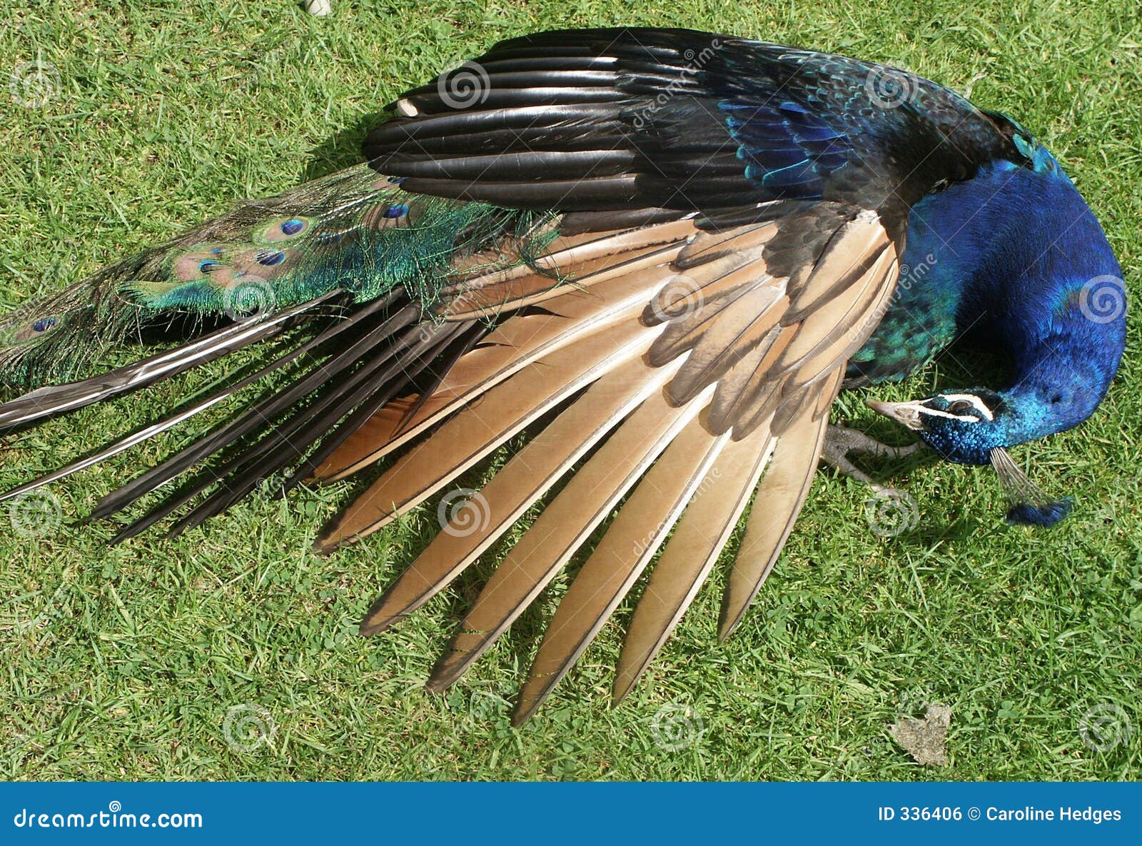 Sleeping Peacock Royalty Free Stock Image - Image: 336406