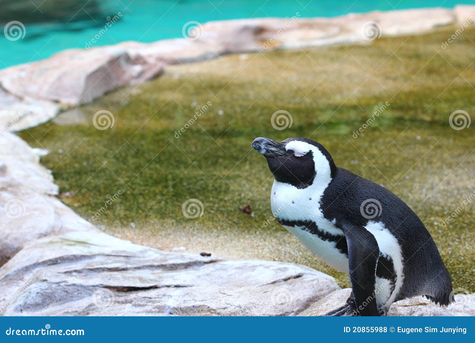 Sleeping penguin stock photo. Image of bird, footed, spheniscus - 20855988