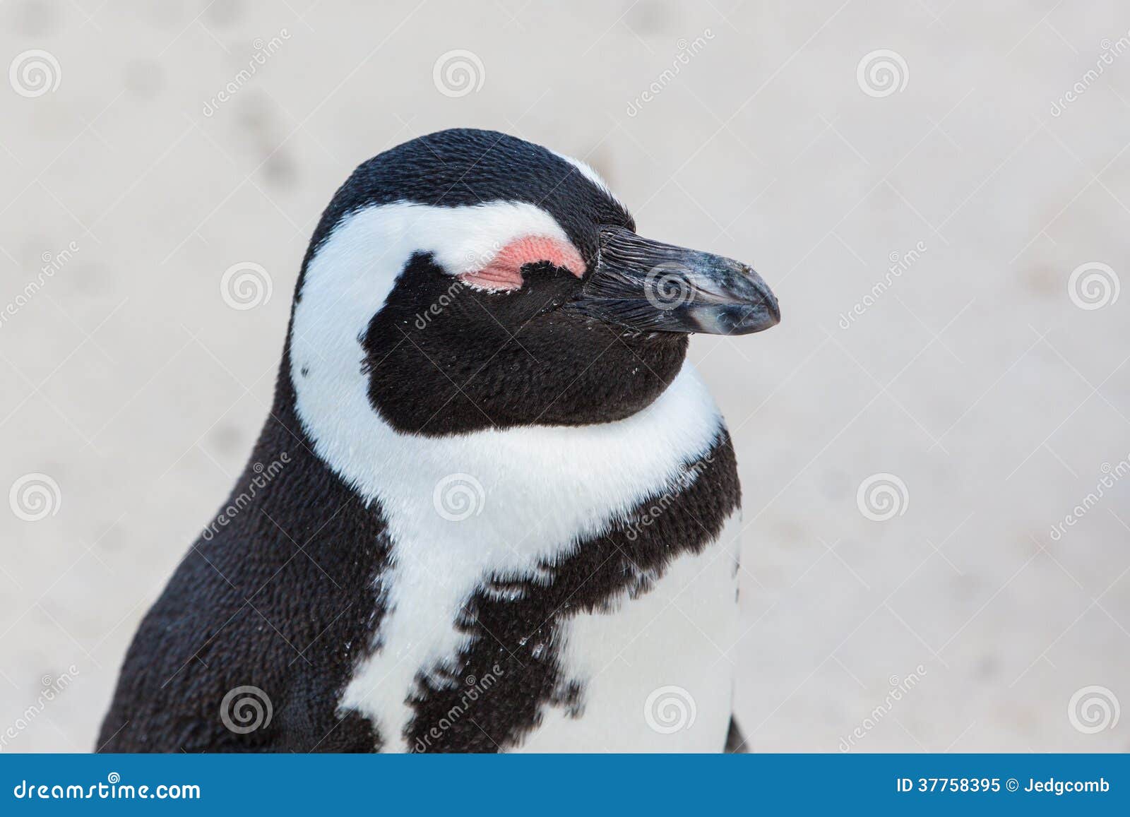 Sleeping Penguin stock image. Image of black, wildlife - 37758395