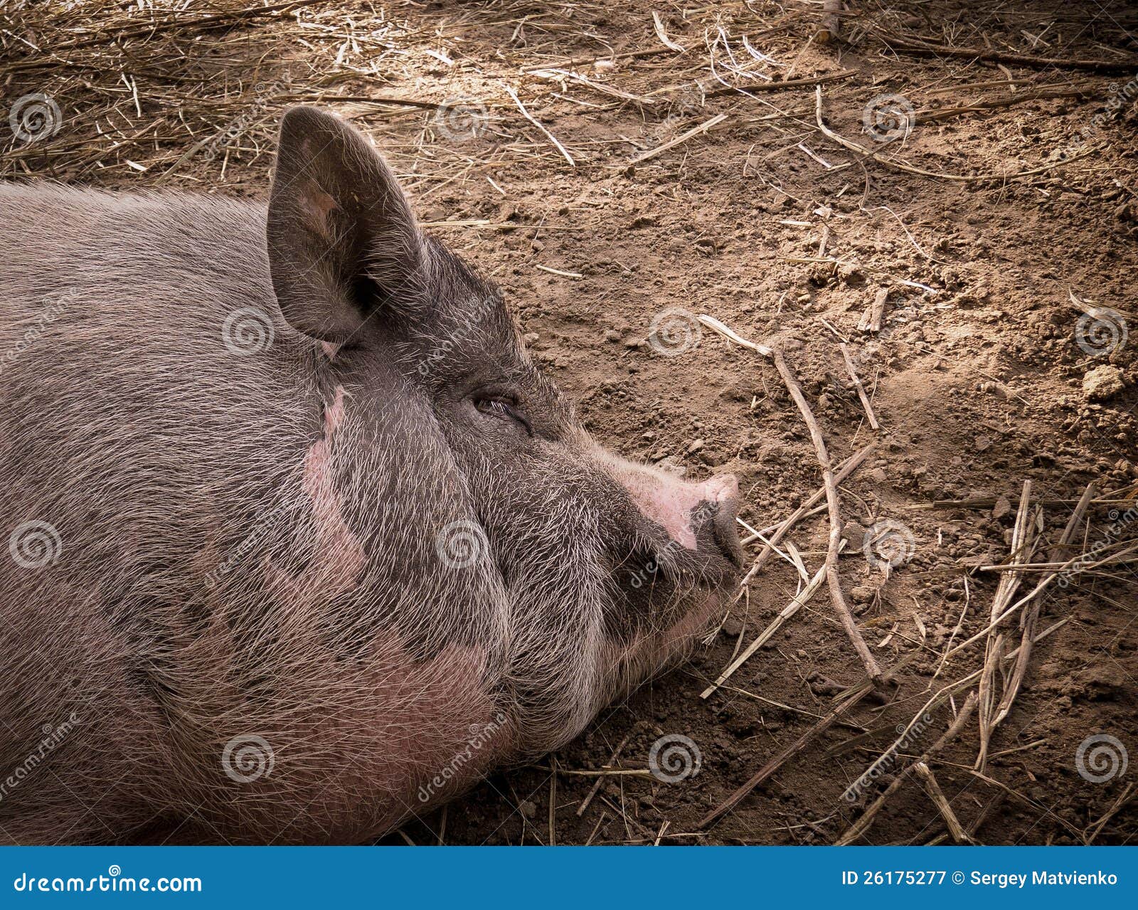 Sleeping pig stock image. Image of angle, portrait, animals - 26175277