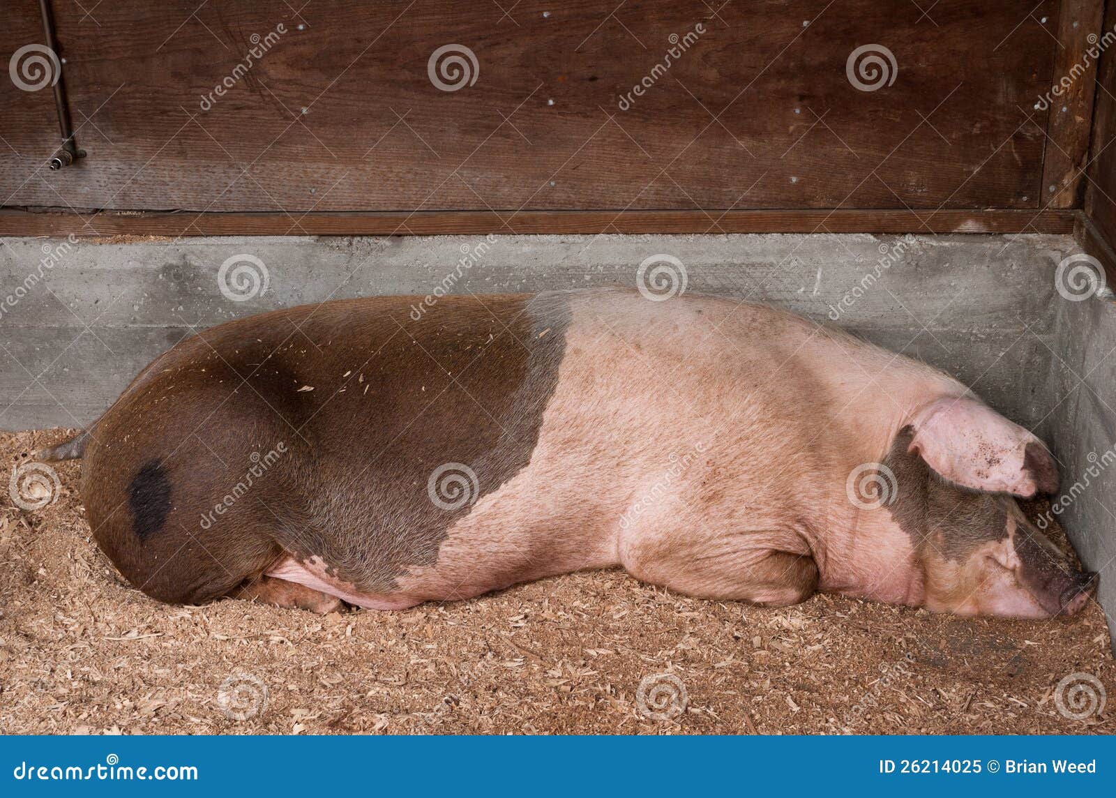 Sleeping Pig stock image. Image of close, calm, living - 26214025
