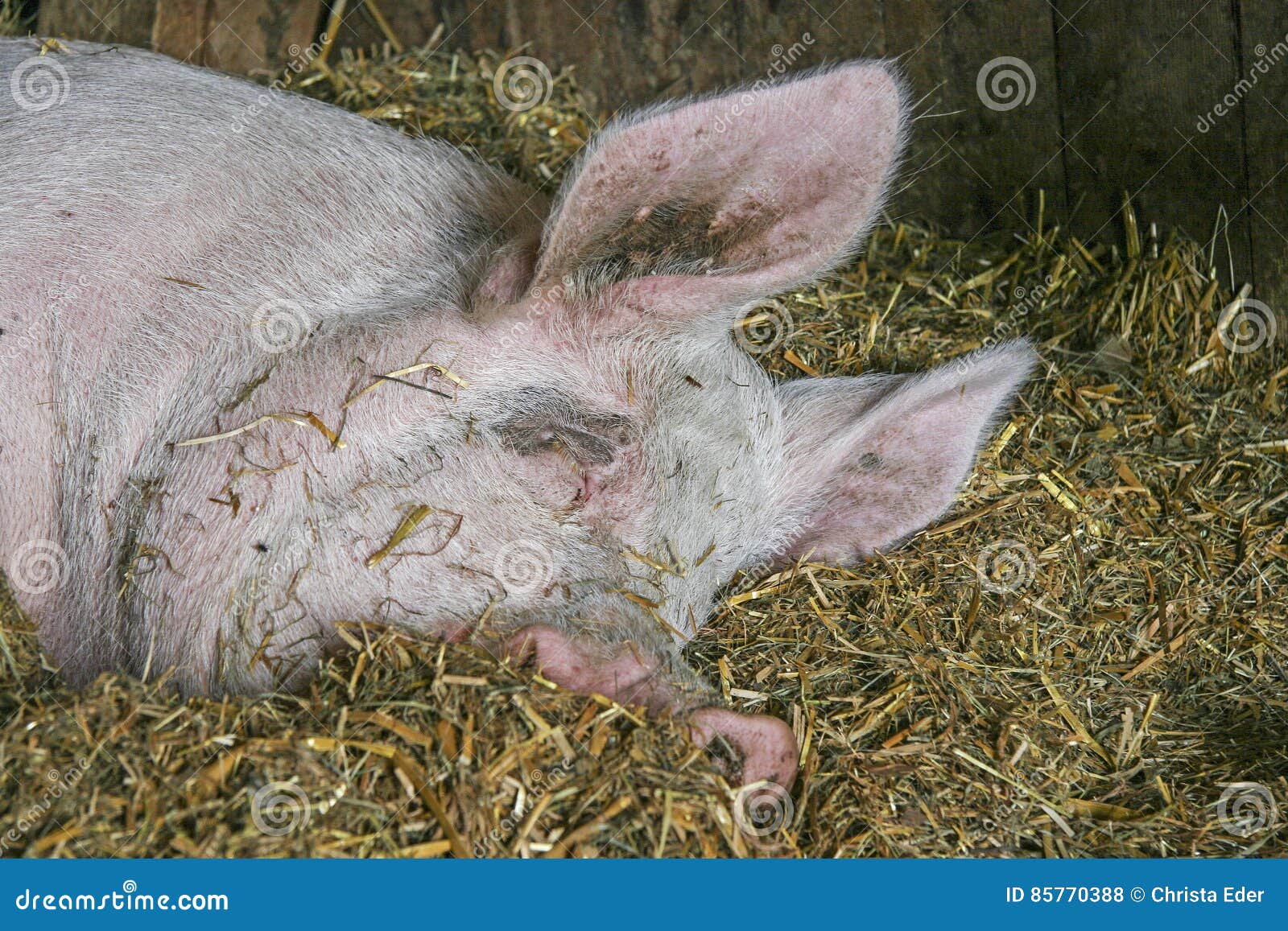 Sleeping pig in barn stock photo. Image of happiness - 85770388