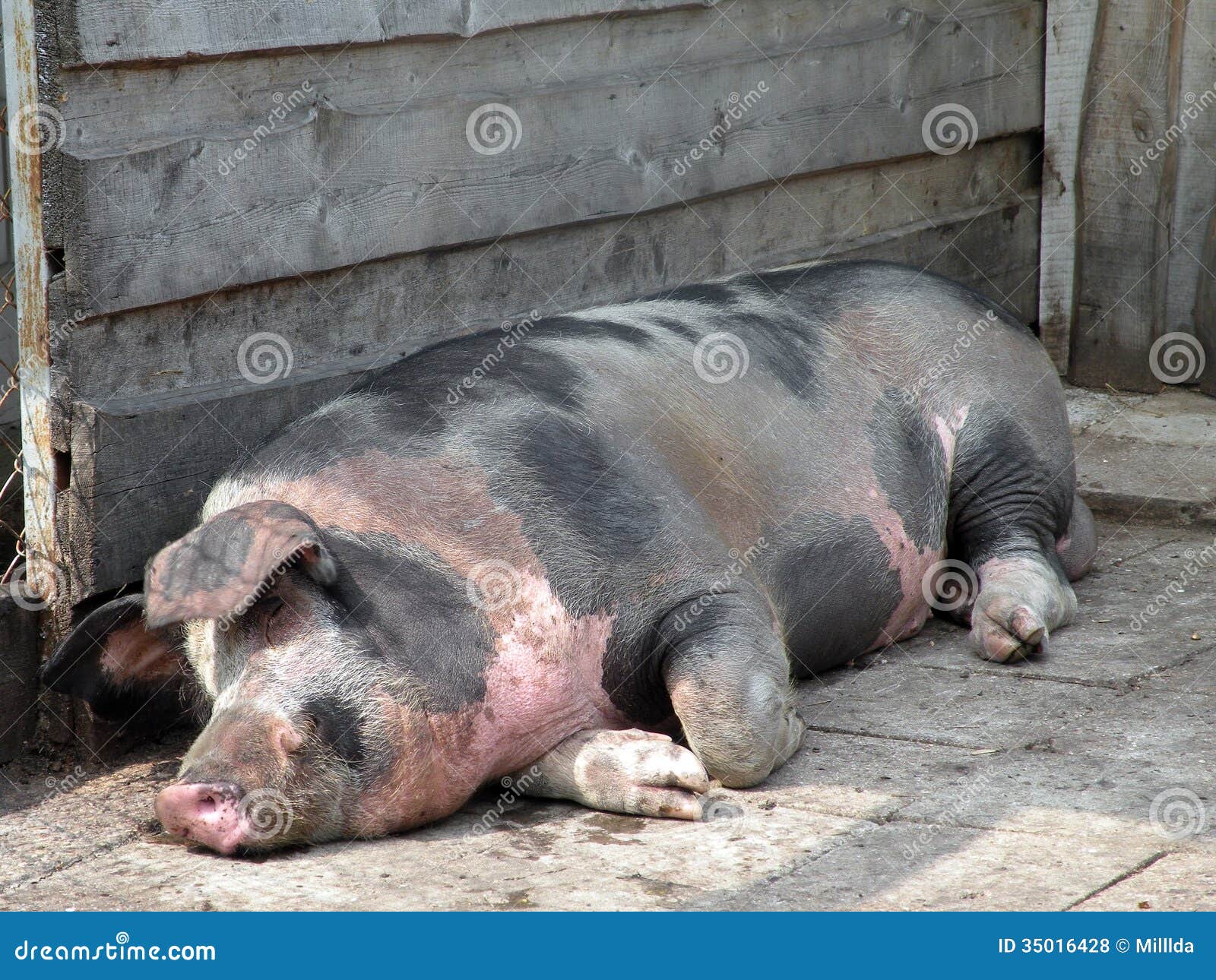 Sleeping pig stock photo. Image of animal, sleep, view - 35016428