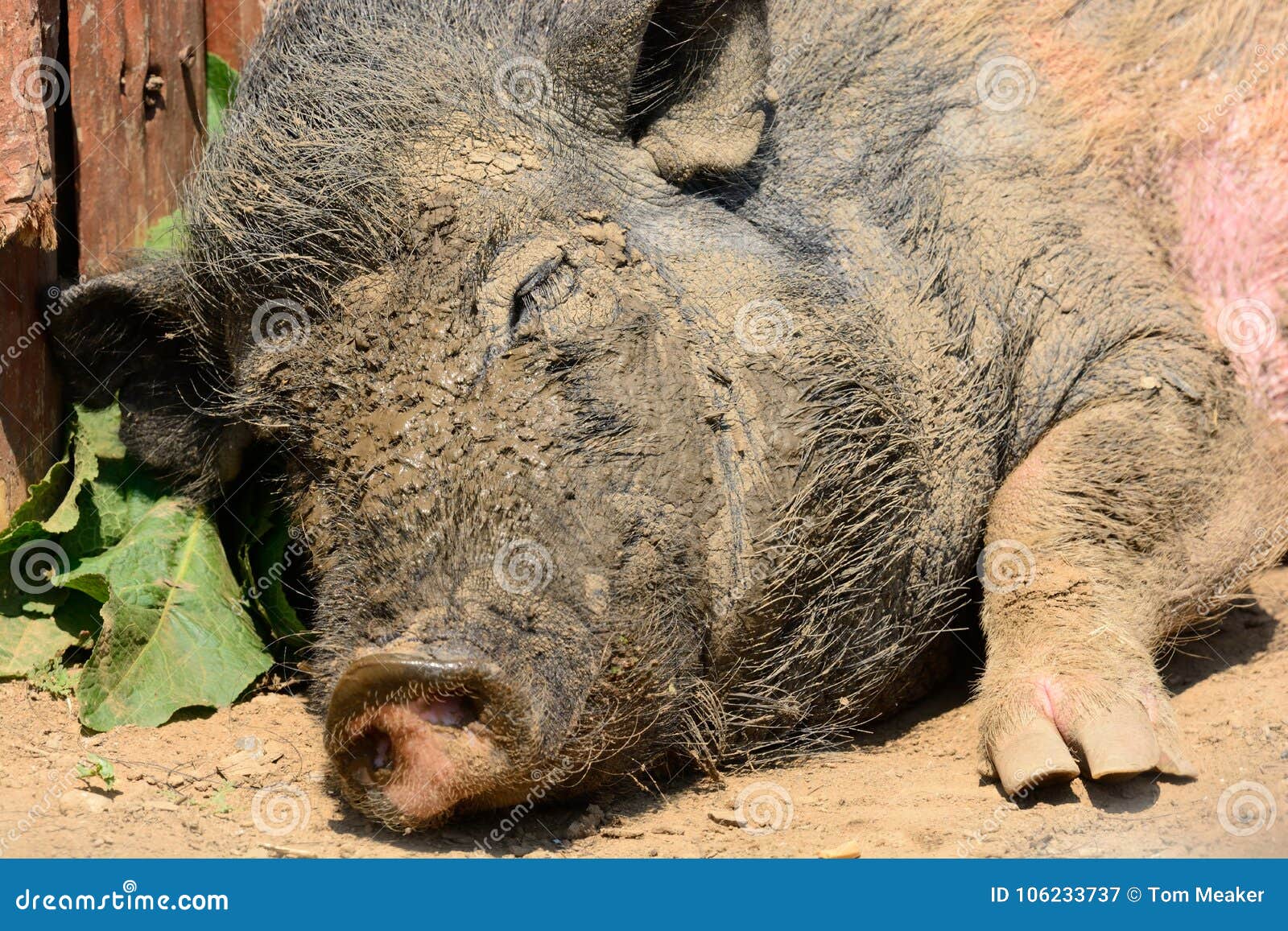 Sleeping pig stock image. Image of sunny, head, farm - 106233737