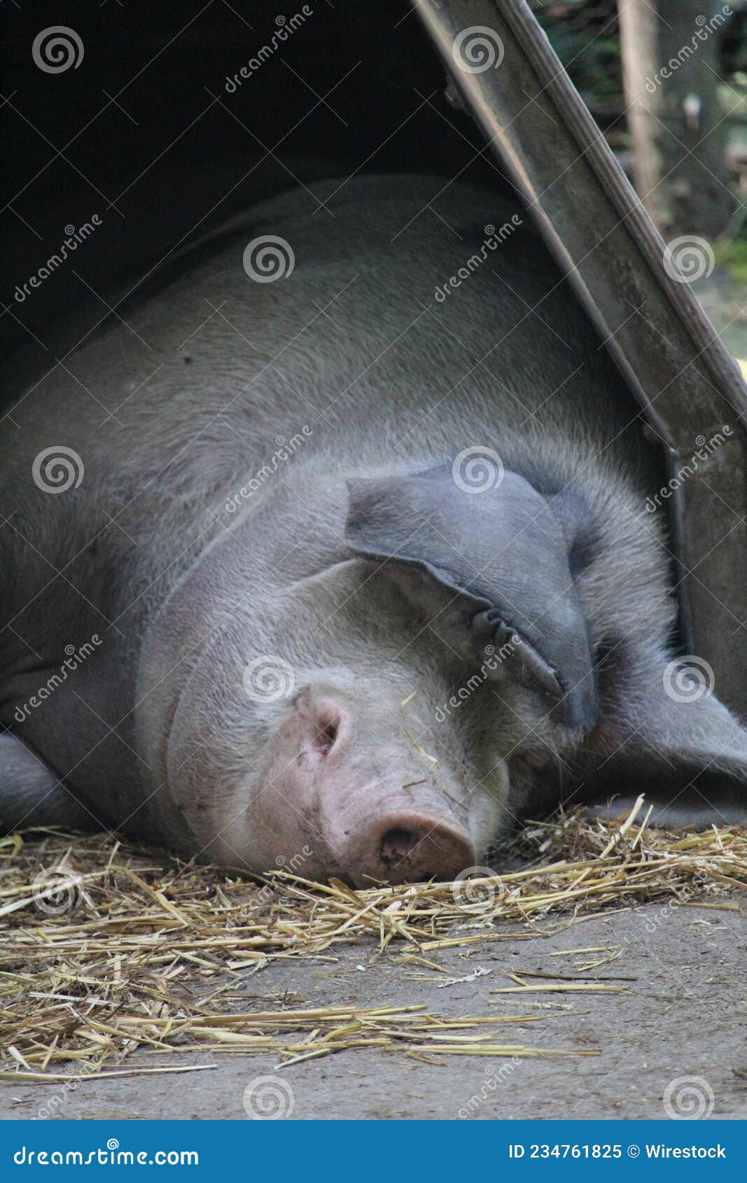Sleeping Pig Resting on the Farm Stock Image - Image of sleep, nature ...