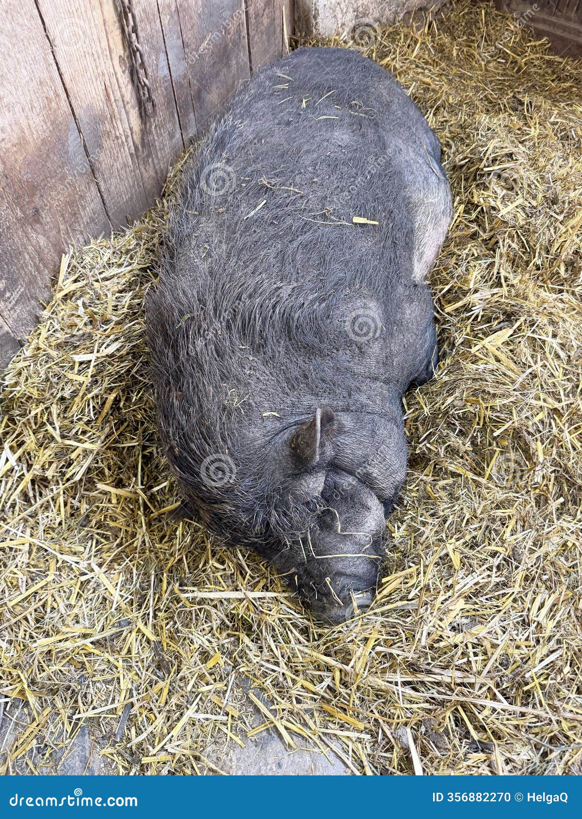 Sleeping Pig on Straw Bed in Barn Enclosure Stock Photo - Image of ...