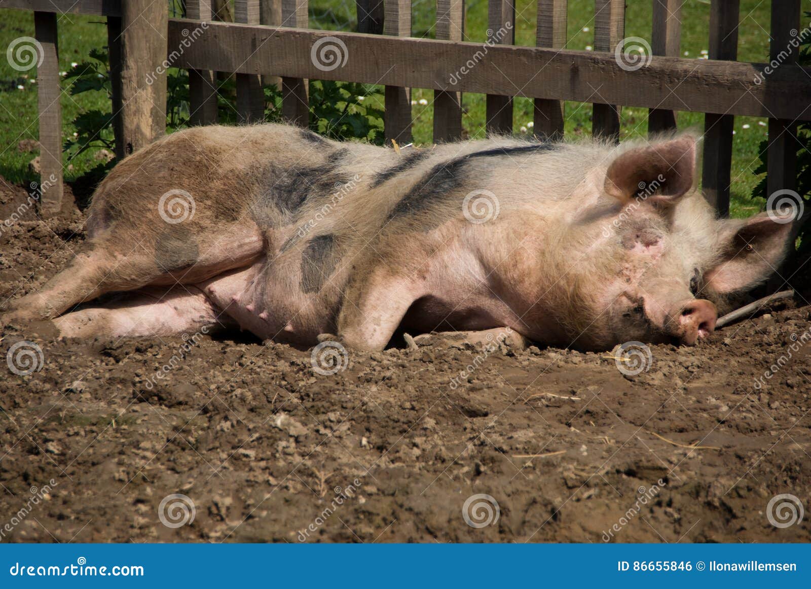 Sleeping pig in the sun stock photo. Image of domestic - 86655846
