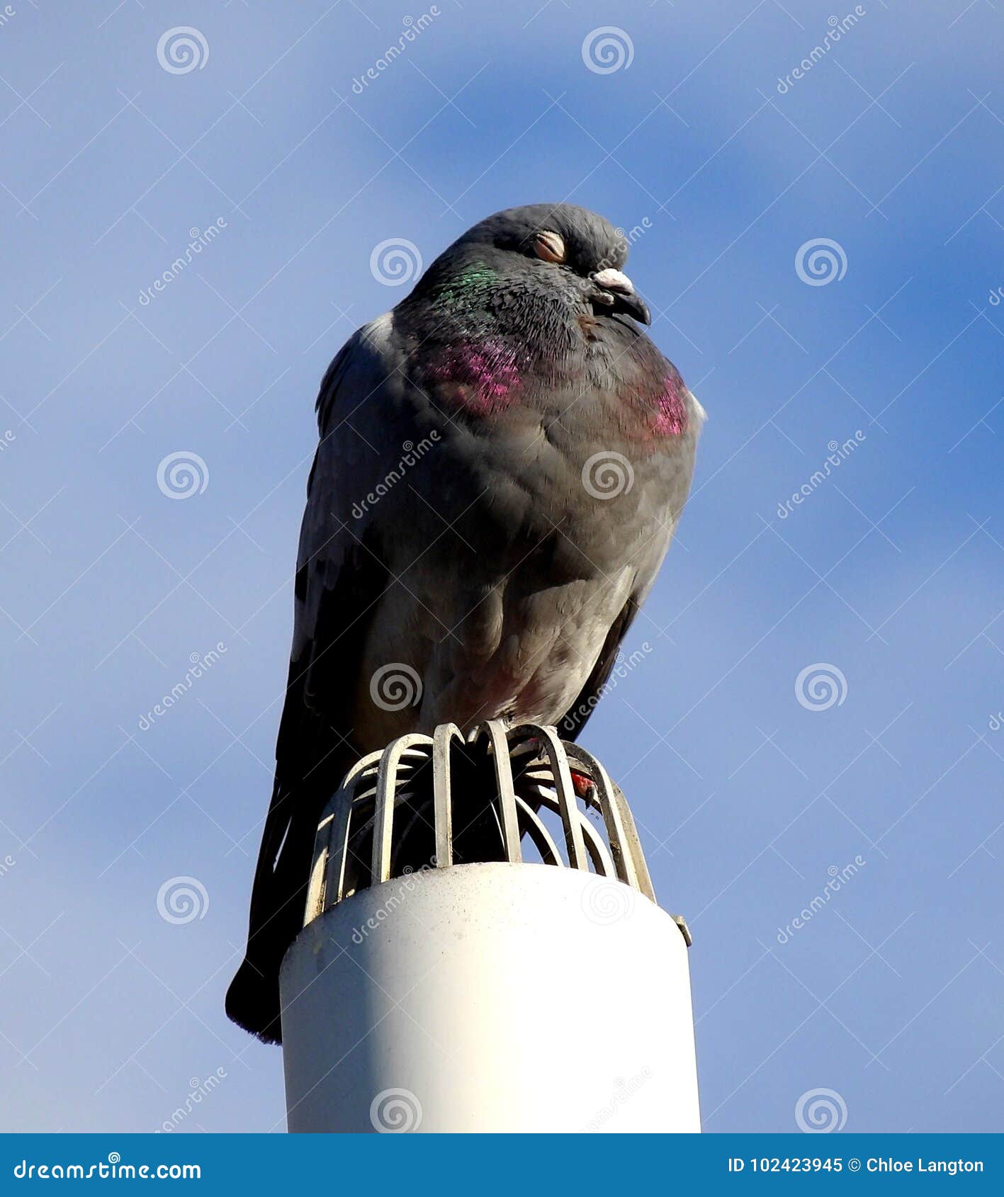 Sleeping Pigeon stock image. Image of beautiful, nature - 102423945