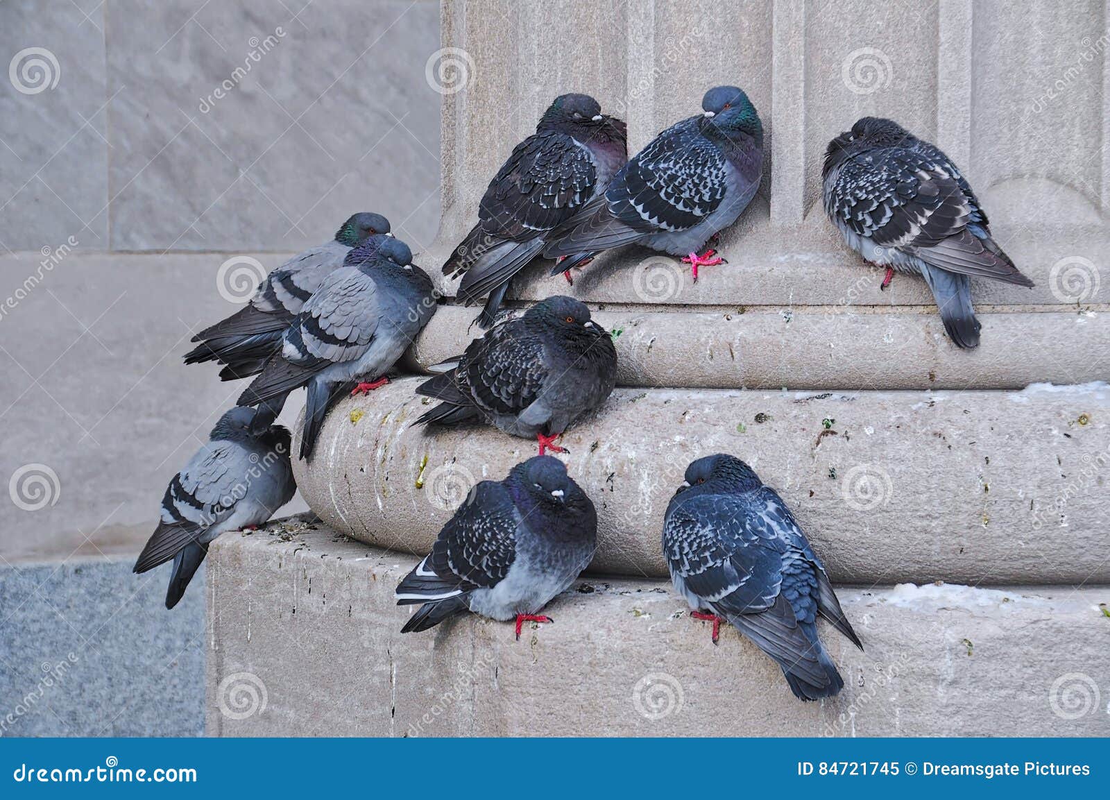 Sleeping Pigeons at Column Foot Stock Image - Image of liberty ...