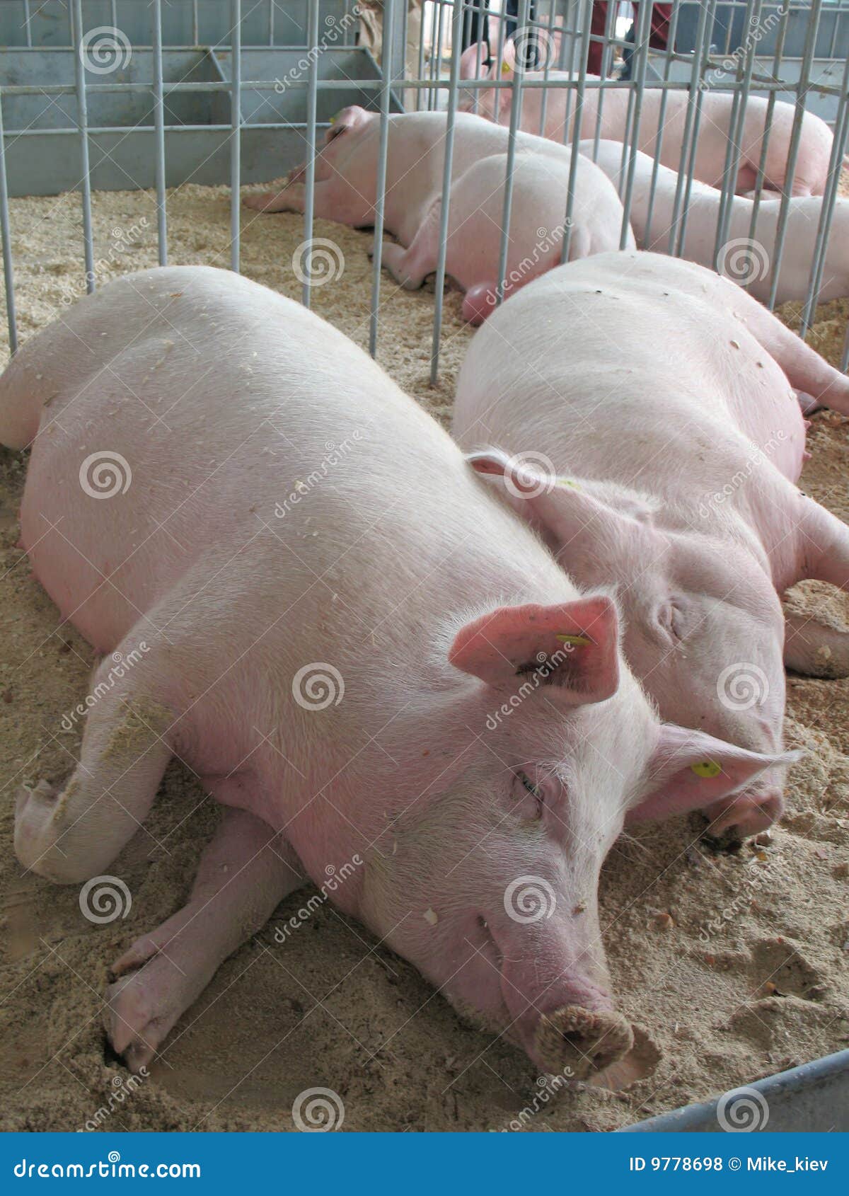 Toy Piggies Stock Photography | CartoonDealer.com #14207288
