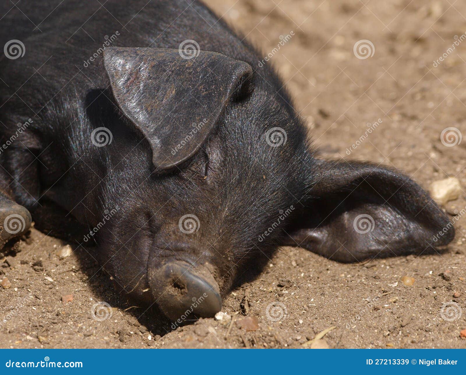 Sleeping Piglet stock image. Image of animal, single - 27213339