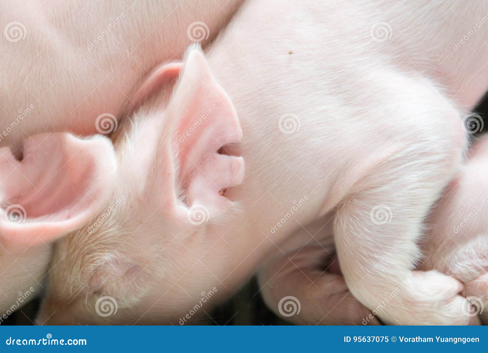 Sleeping piglet stock image. Image of group, asia, closeup - 95637075
