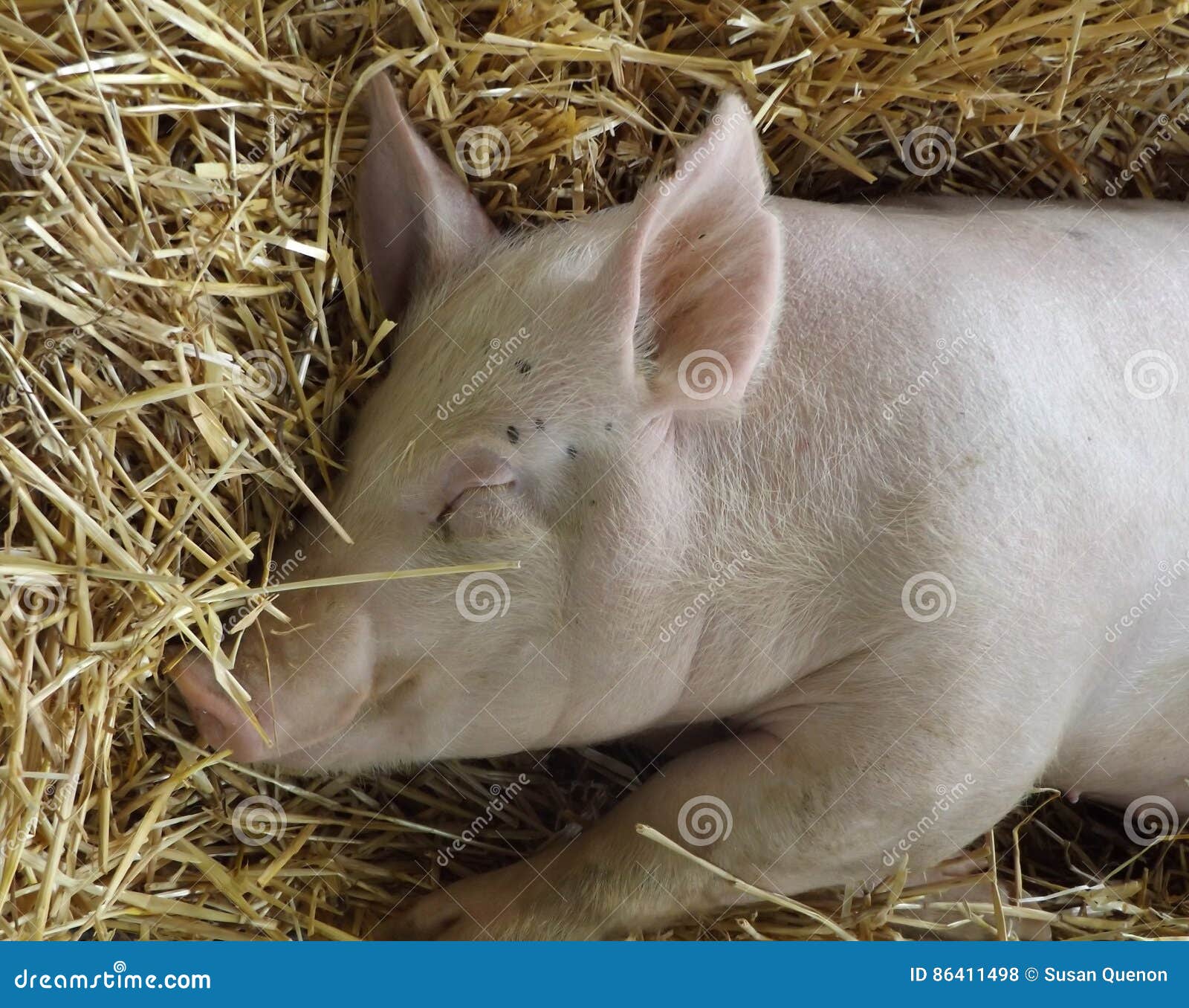 Sleeping Piglet stock photo. Image of straw, dreams, peace - 86411498