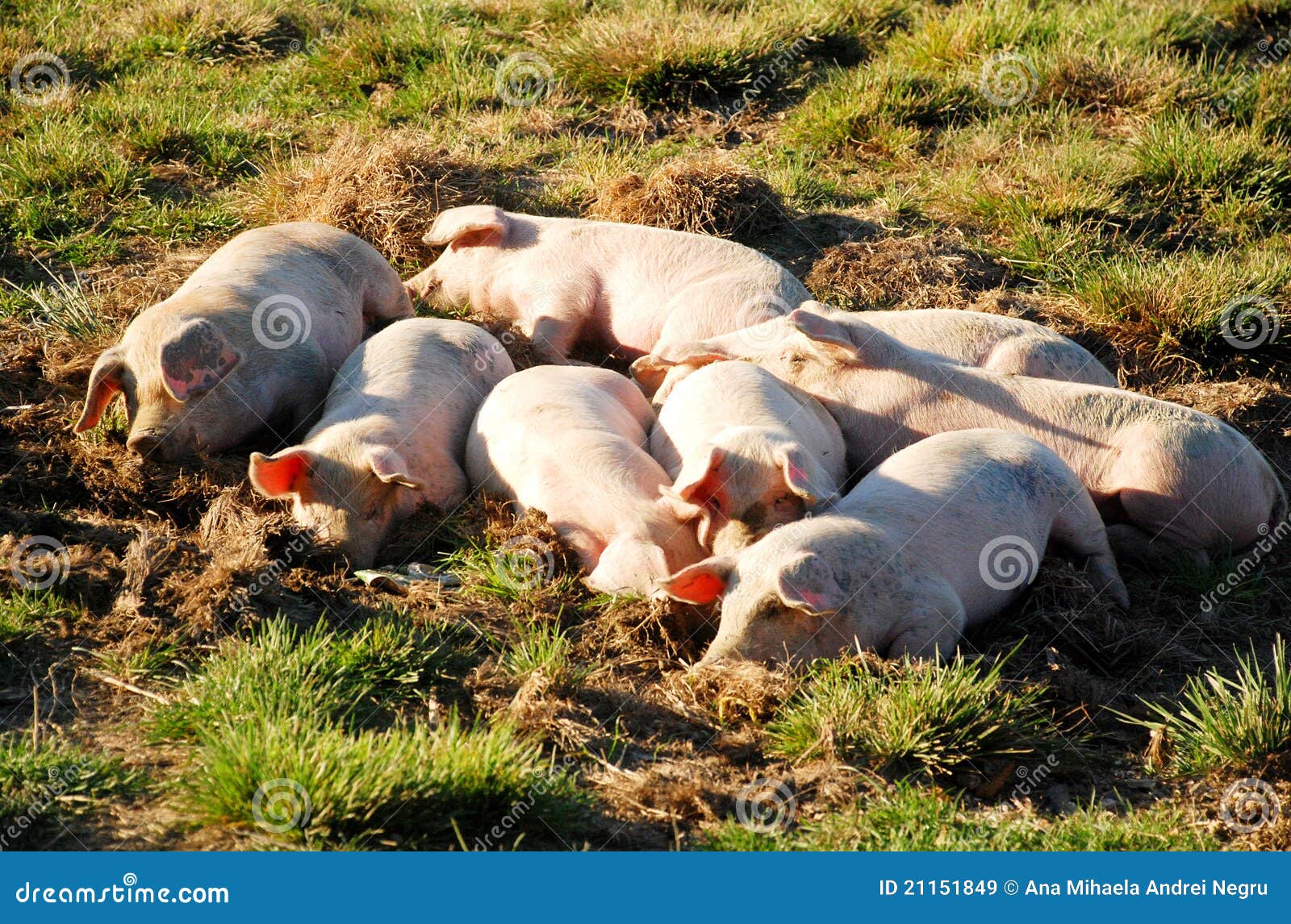 Sleeping piglets stock image. Image of ears, freedom - 21151849