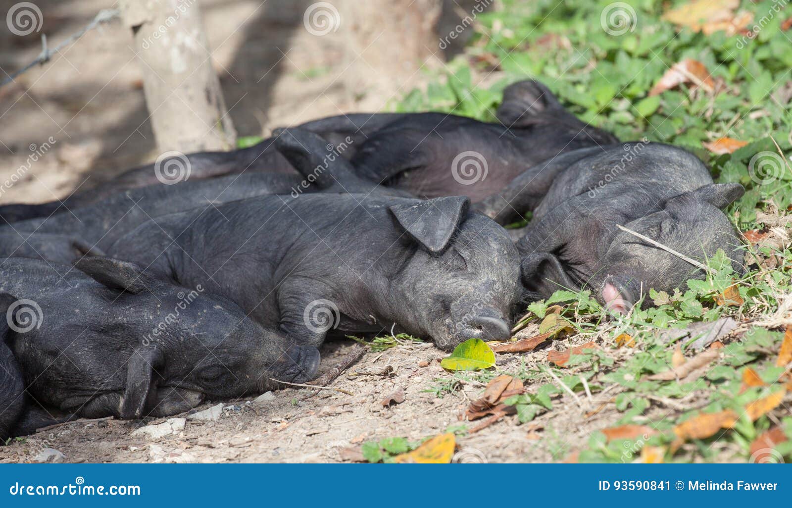 Sleeping Piglets stock image. Image of pigpen, ranch - 93590841