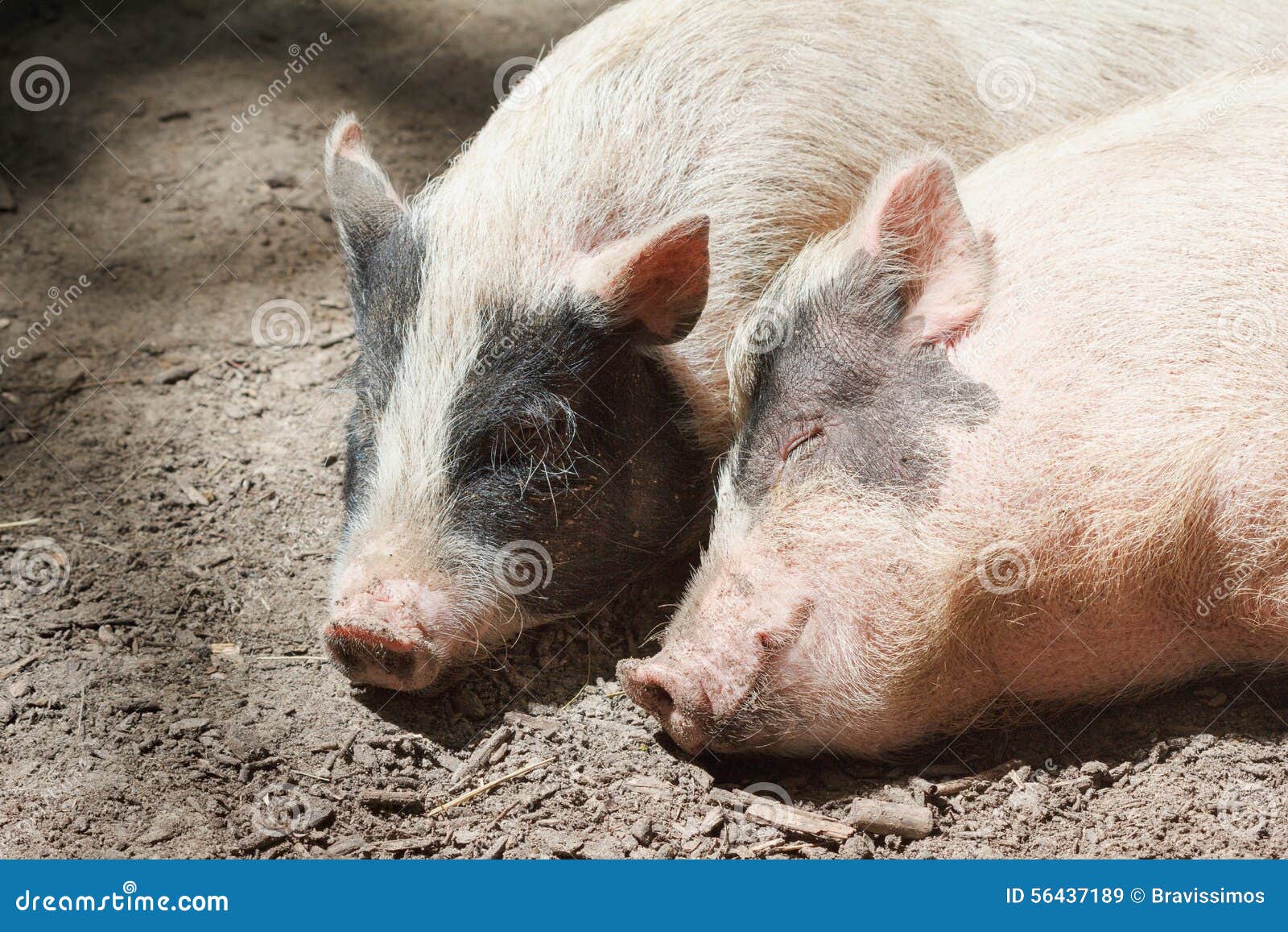 Sleeping piglets stock image. Image of mammals, close - 56437189