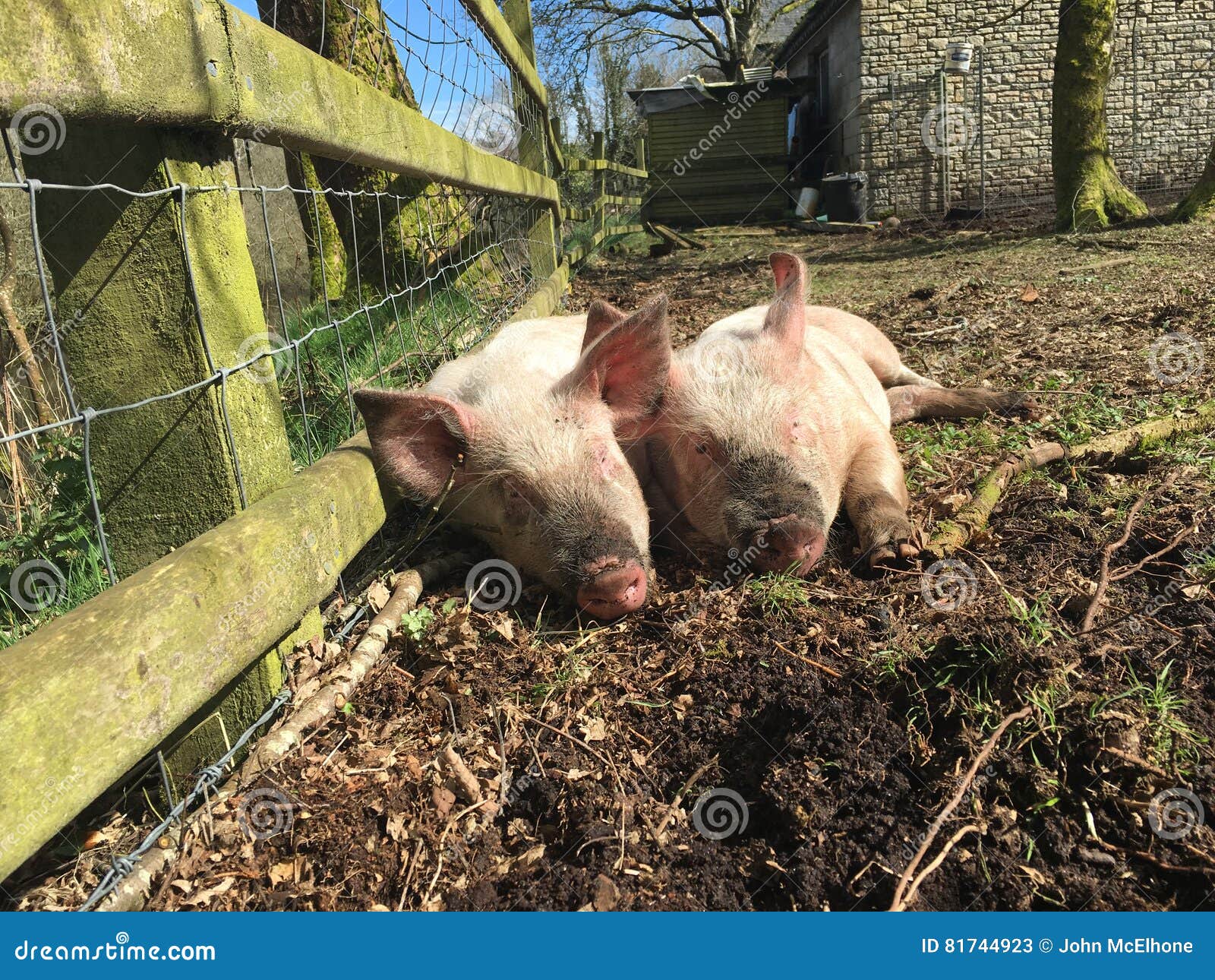 Sleeping Pigs stock image. Image of field, pigs, sleeping - 81744923